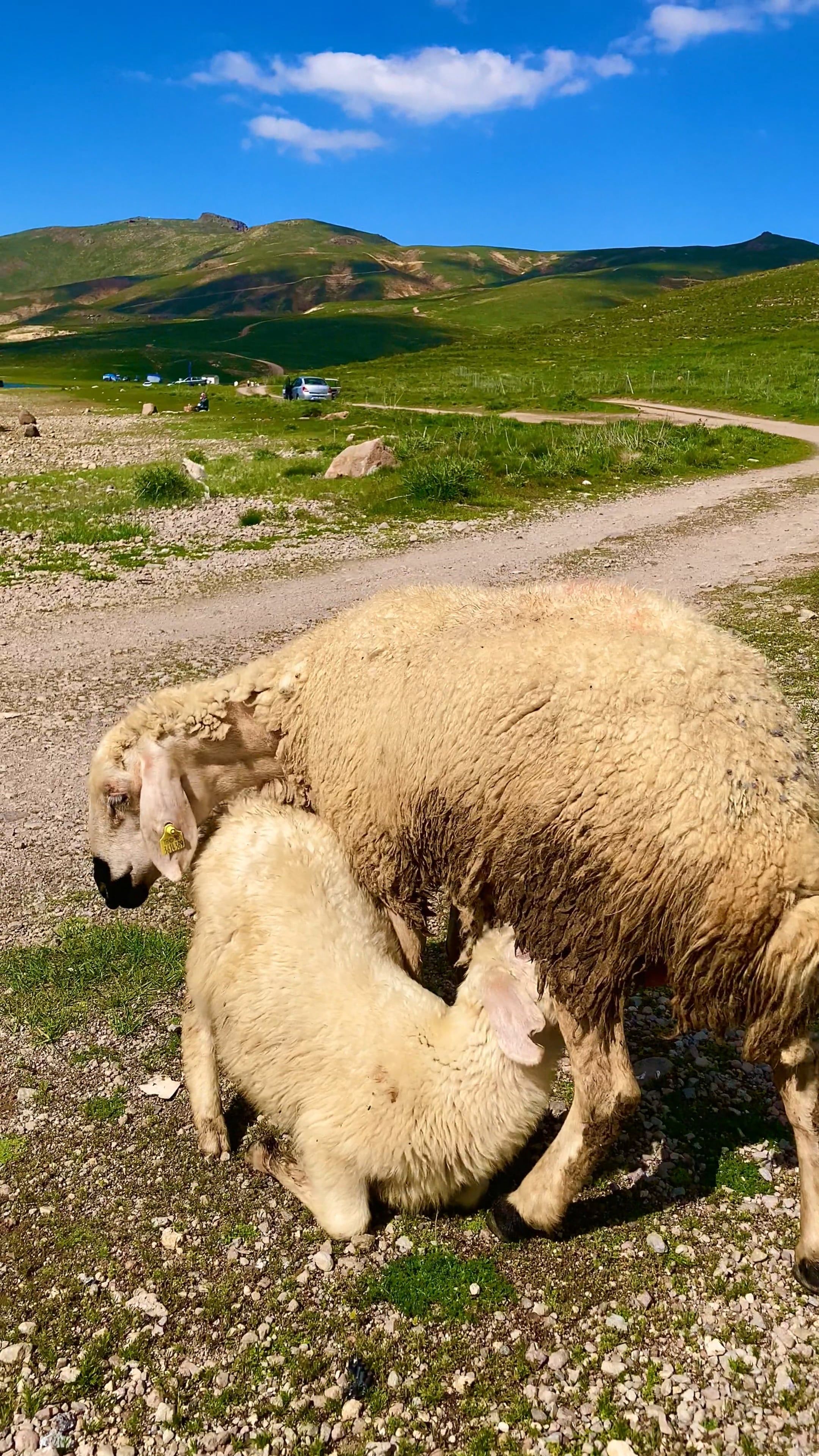 A Sheep Nursing its Lamb by a Dirt Road Free Stock Video Footage ...