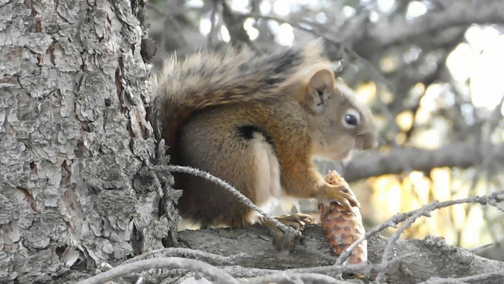 Squirrel Busy Eating Its Food · Free Stock Video