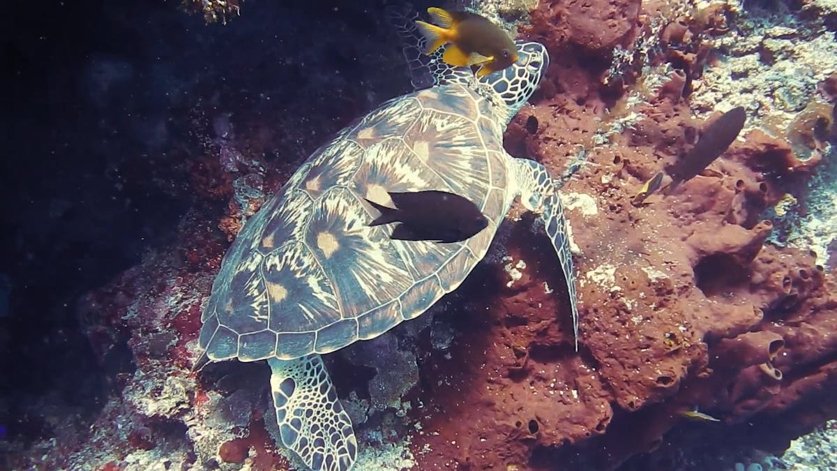 Turtle Videos, Download The BEST Free 4k Stock Video Footage & Turtle ...