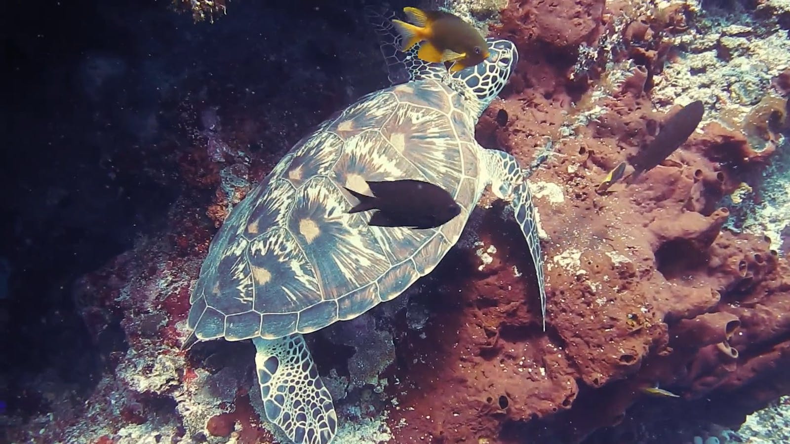 Turtle Videos, Download The BEST Free 4k Stock Video Footage & Turtle ...