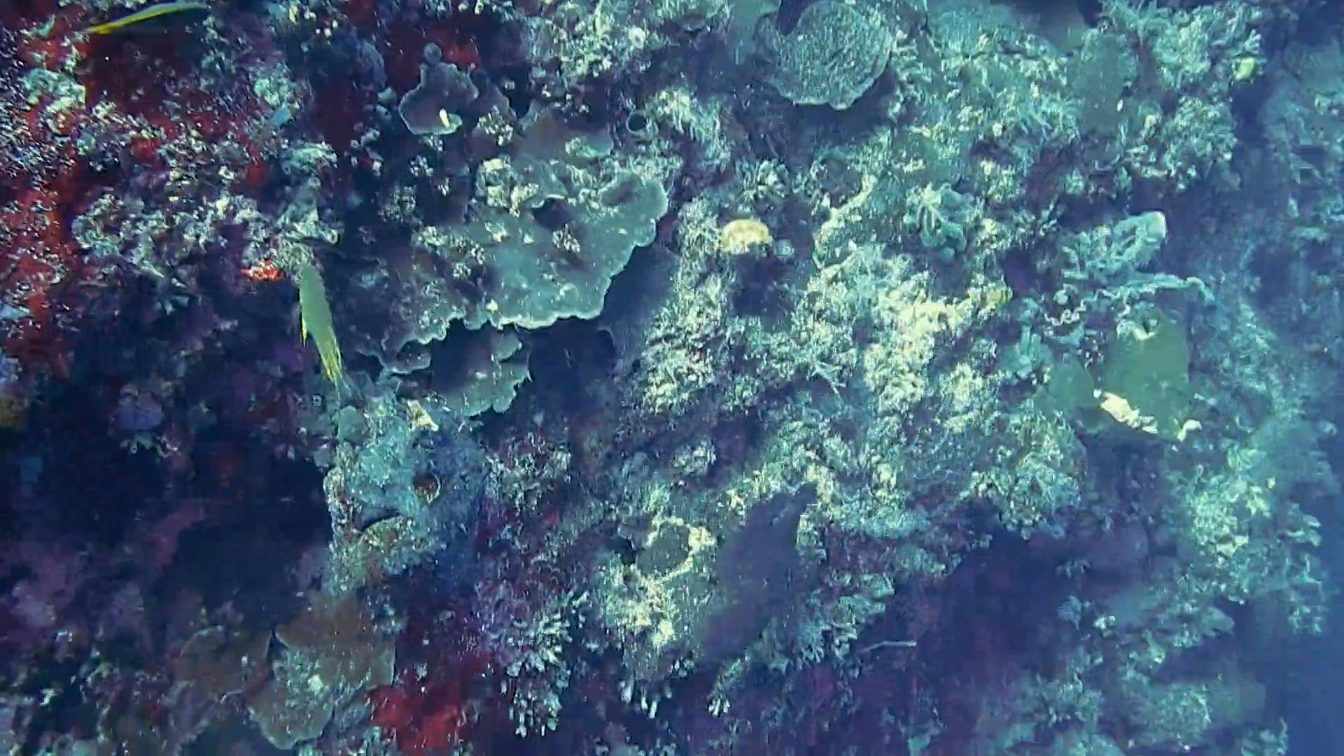 Octopus Video Videos, Download The BEST Free 4k Stock Video Footage ...