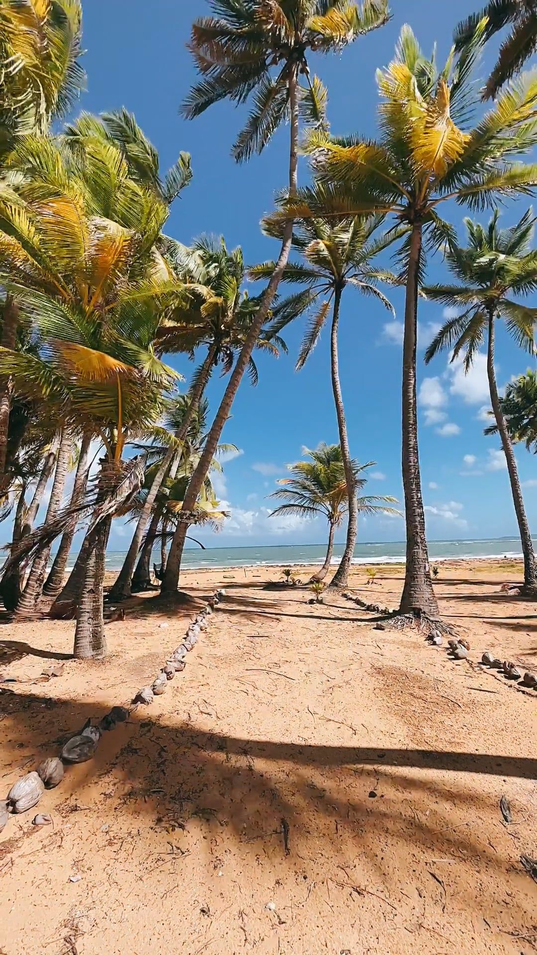 Vertical Caribbean Videos, Download The BEST Free 4k Stock Video ...