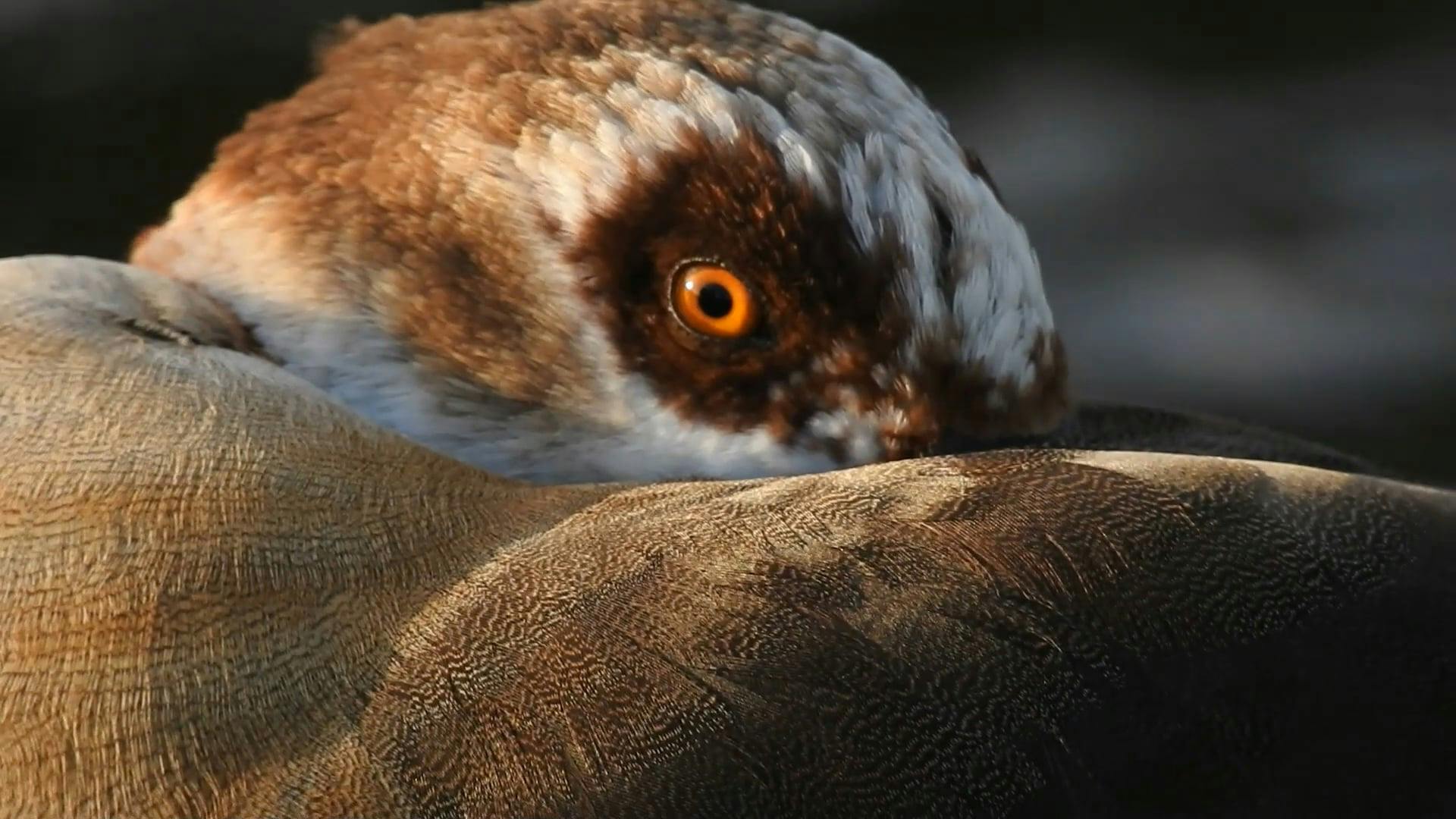 Mabel Amber - 攝影