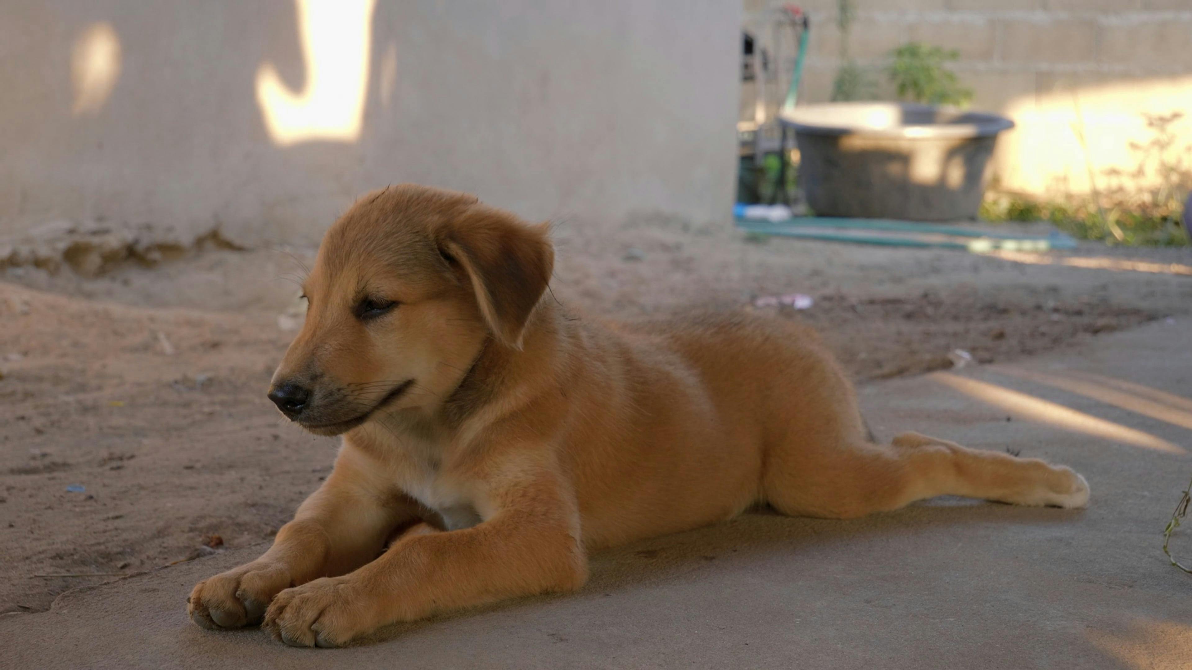 Vídeos de stock gratuitos sobre adorable, al aire libre, alegre, amable ...