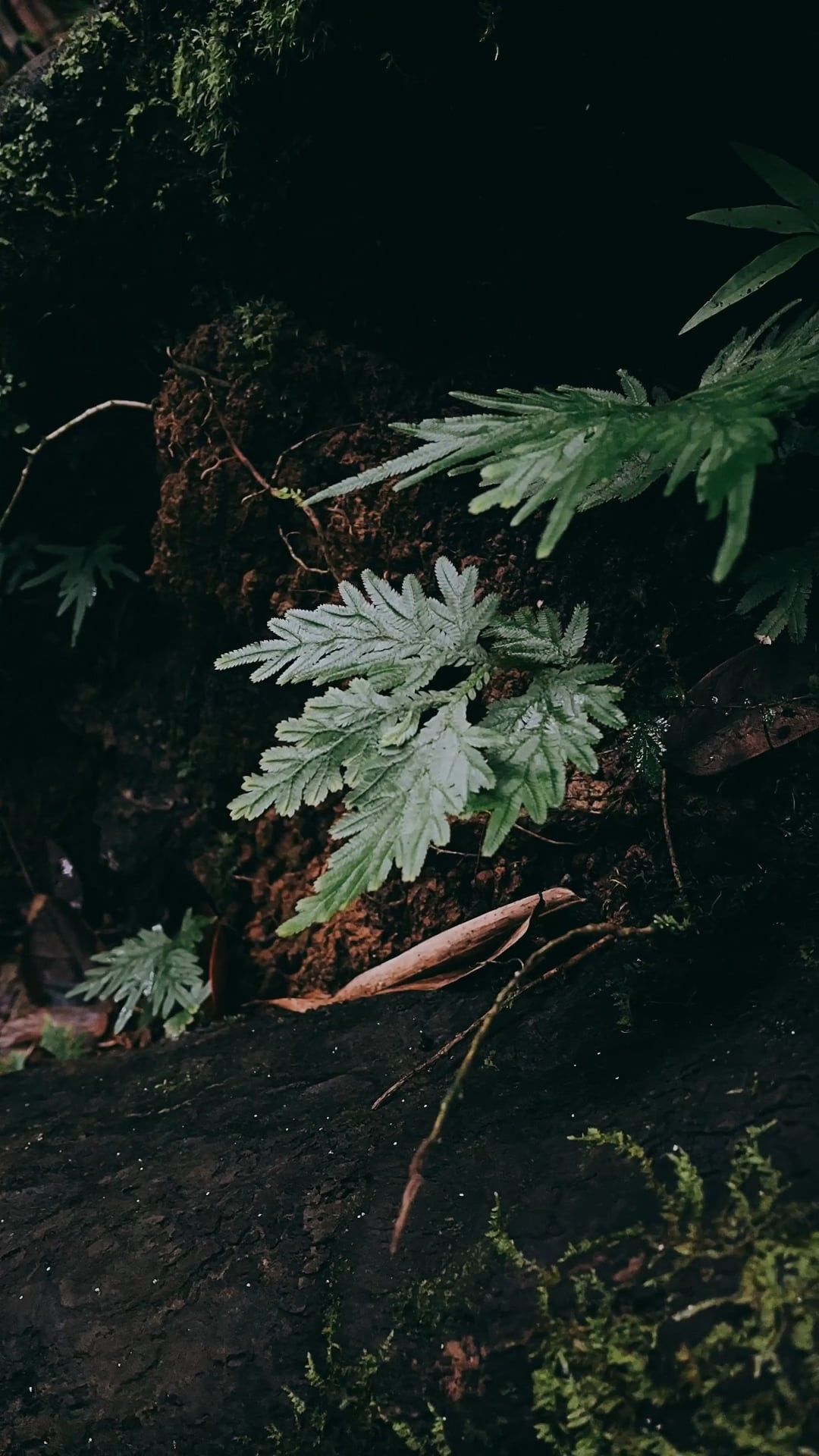 Inner Rainforest Free Stock Video Footage, Royalty-Free 4K & HD Video Clip