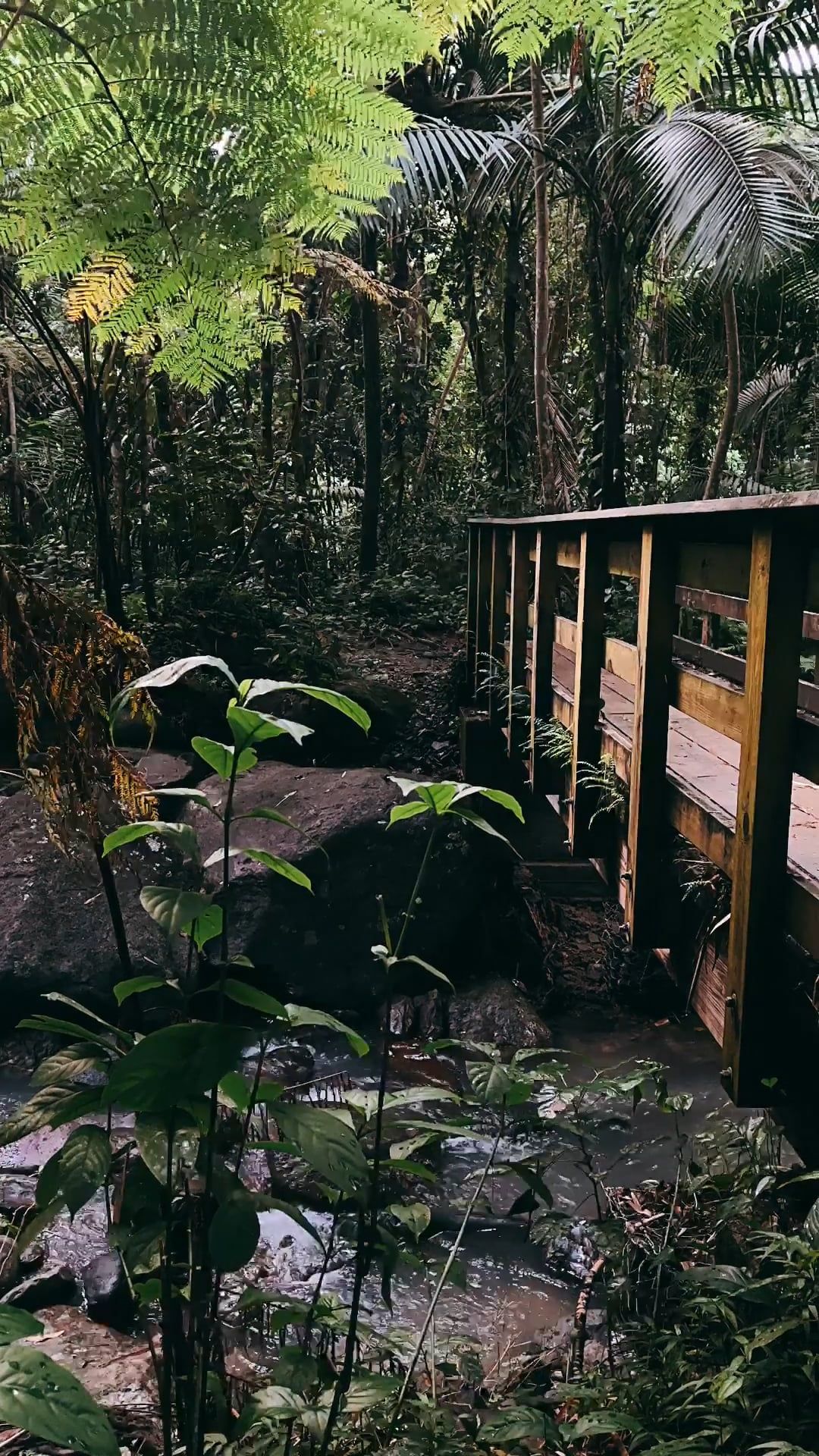 Bridge over River in Jungle Free Stock Video Footage, Royalty-Free 4K ...