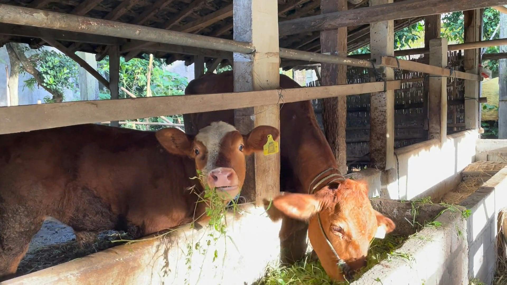 Cows Eating Hay in Barn Free Stock Video Footage, Royalty-Free 4K & HD ...