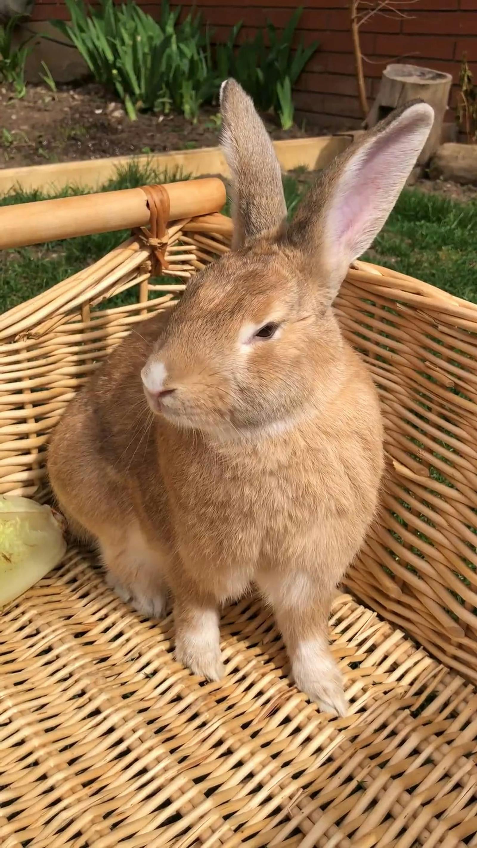 Beige Rabbit Videos, Download The BEST Free 4k Stock Video Footage ...