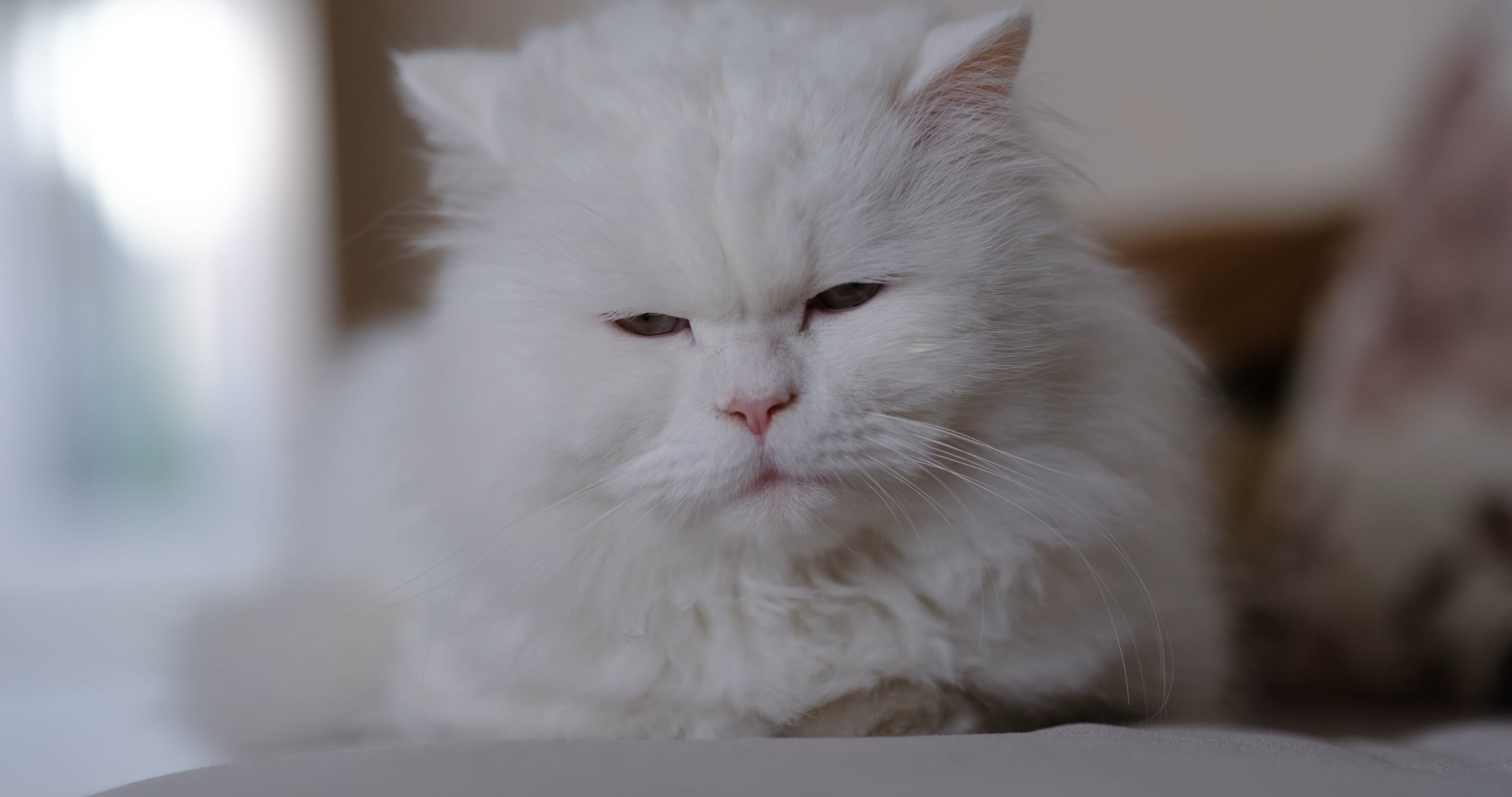 Close up of a Sleepy White Cat Free Stock Video Footage, Royalty-Free ...