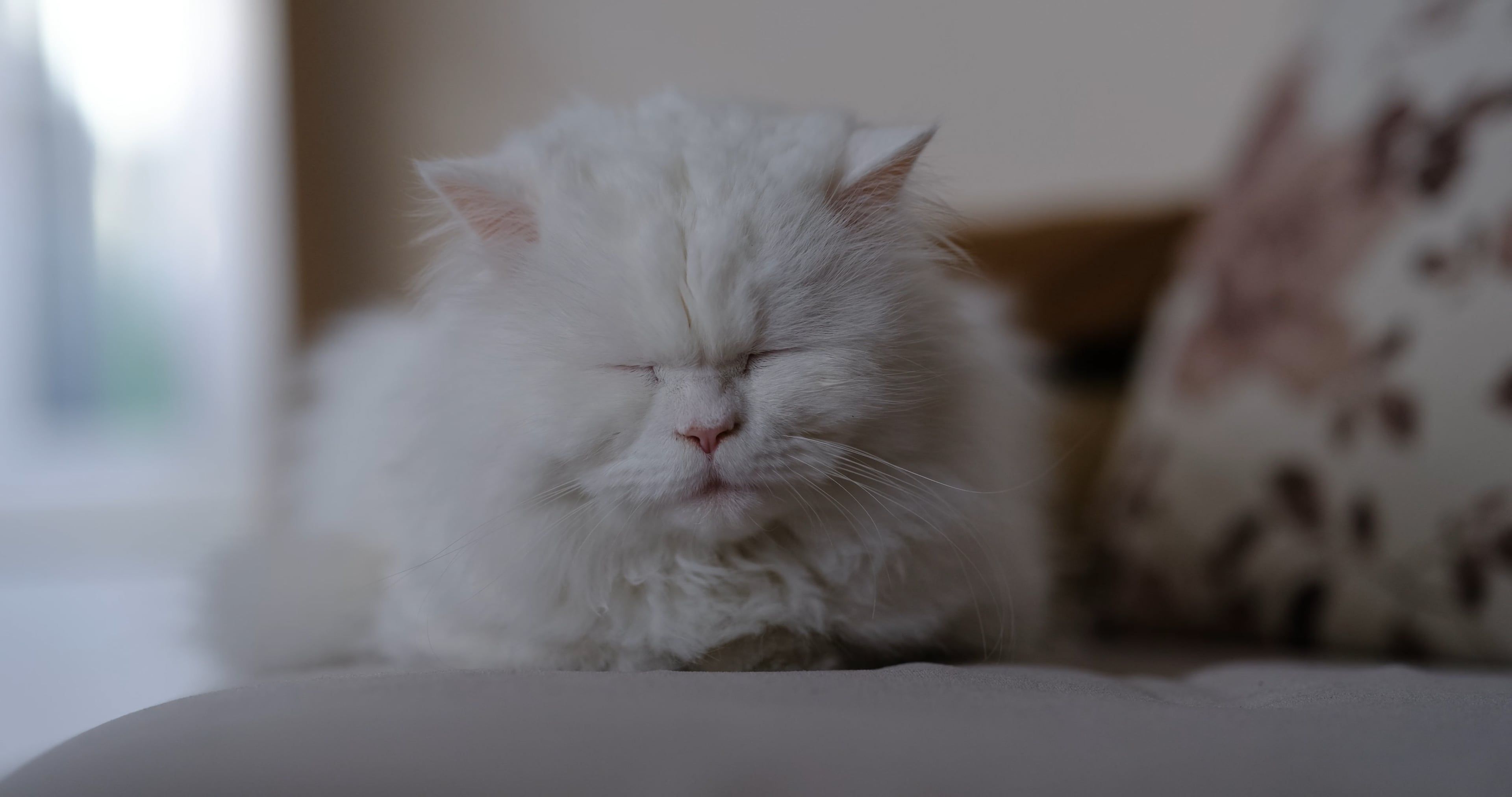 Close up of a Sleepy White Cat Resting on a Sofa Free Stock Video ...