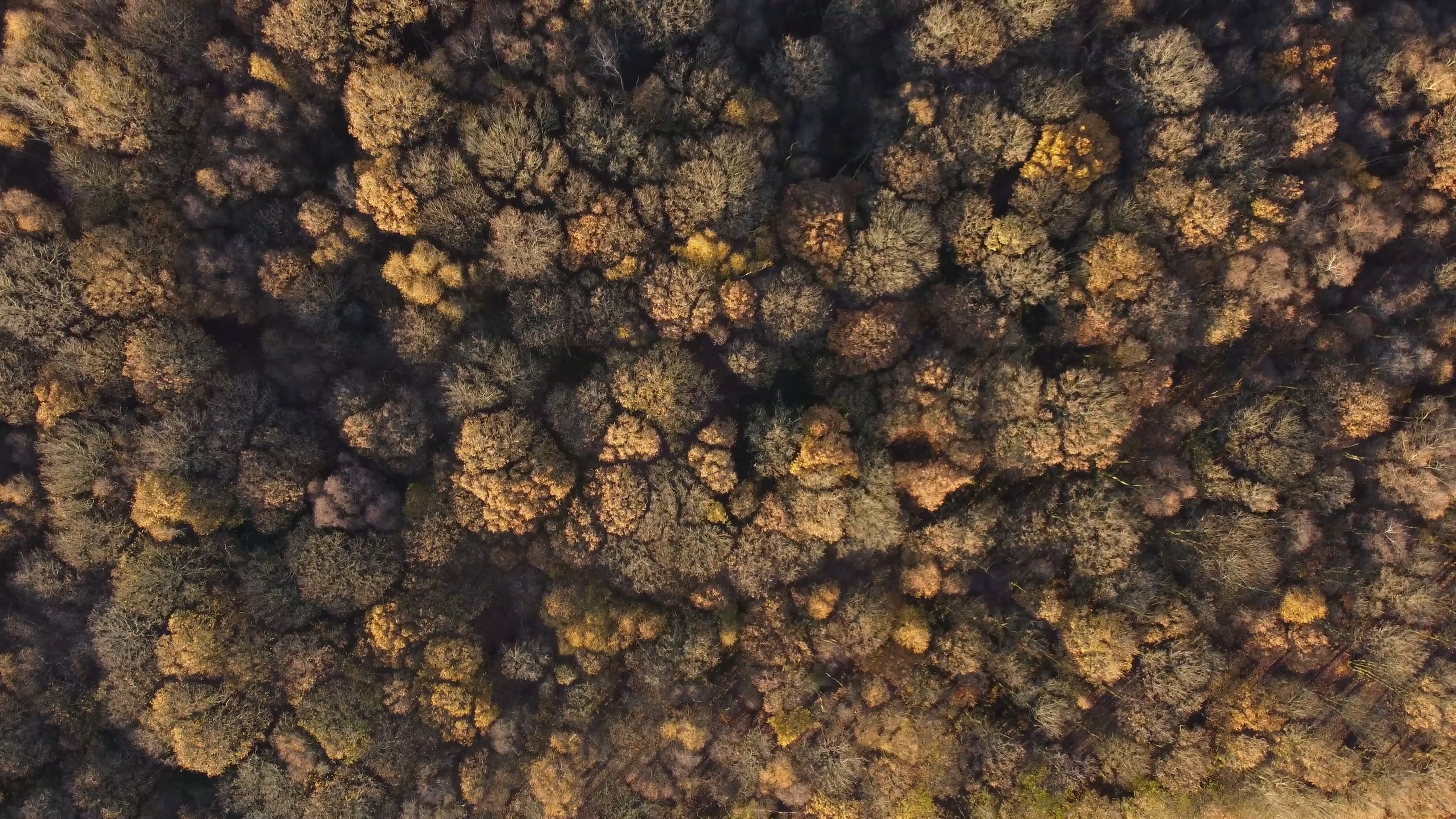 Top View of a Dense Forest with Autumn Colours Free Stock Video Footage ...