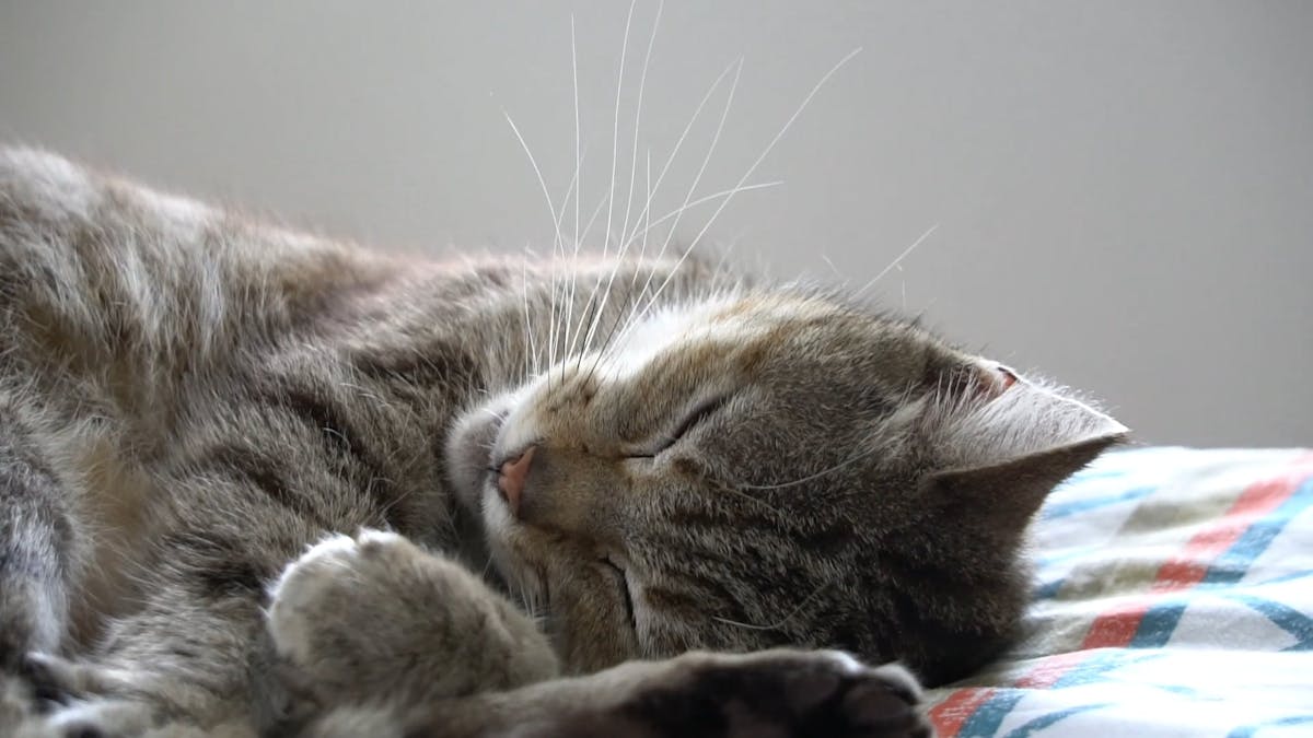 Funny Cat Videos, Download The BEST Free 4k Stock Video Footage & Funny ...