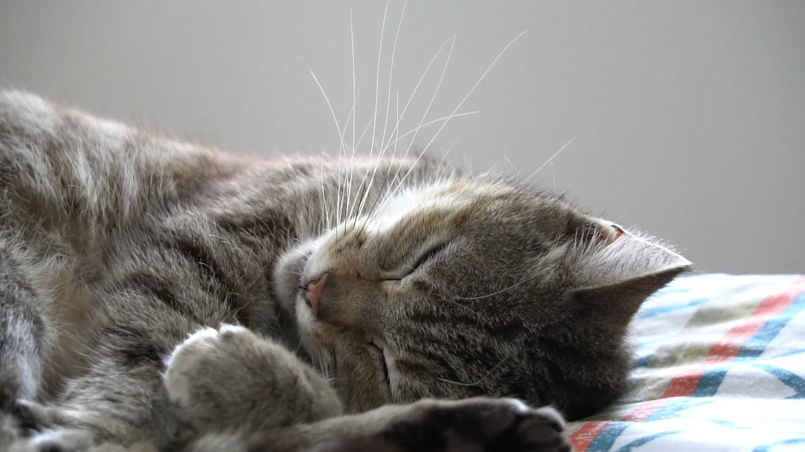 Funny Cat Videos, Download The BEST Free 4k Stock Video Footage & Funny ...