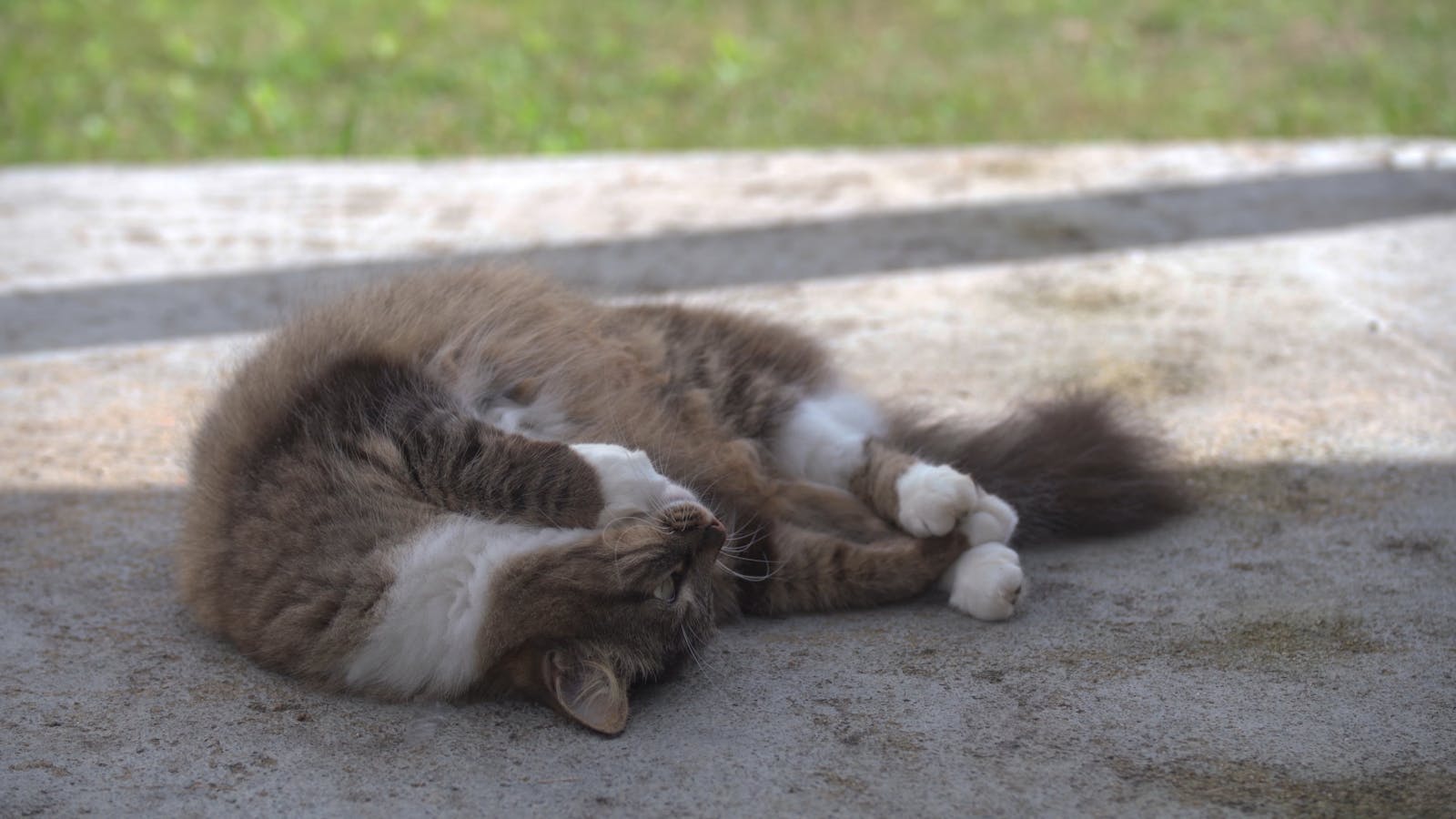 Animal Behavior Videos, Download The BEST Free 4k Stock Video Footage ...