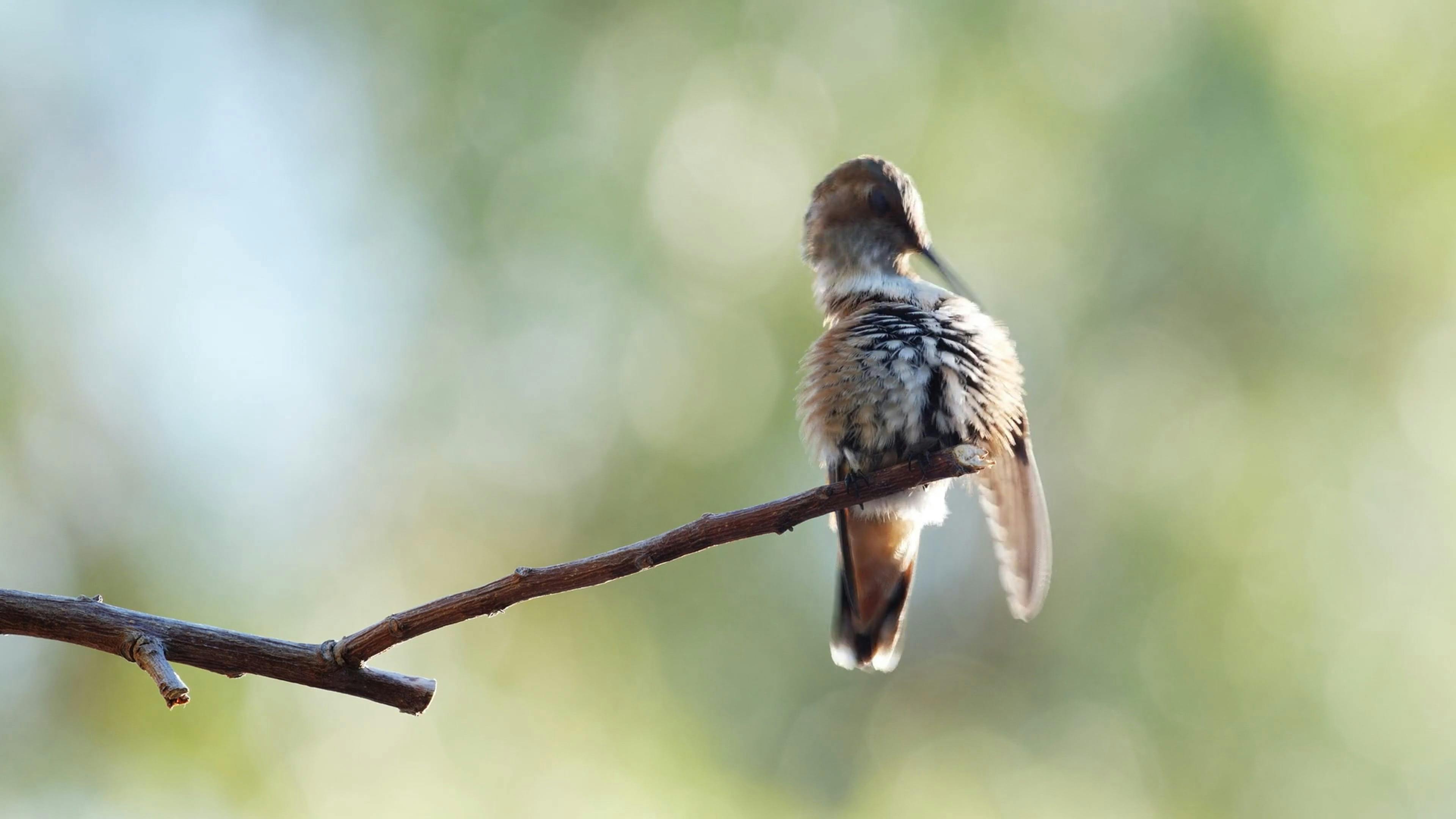 A Humming Bird Suspended In The Air Flying Before Resting Free Stock ...