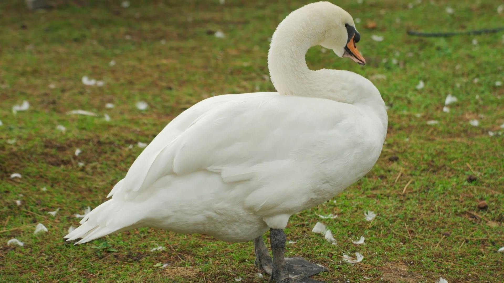A White Swan Rubbing its Head against its Body Free Stock Video Footage ...