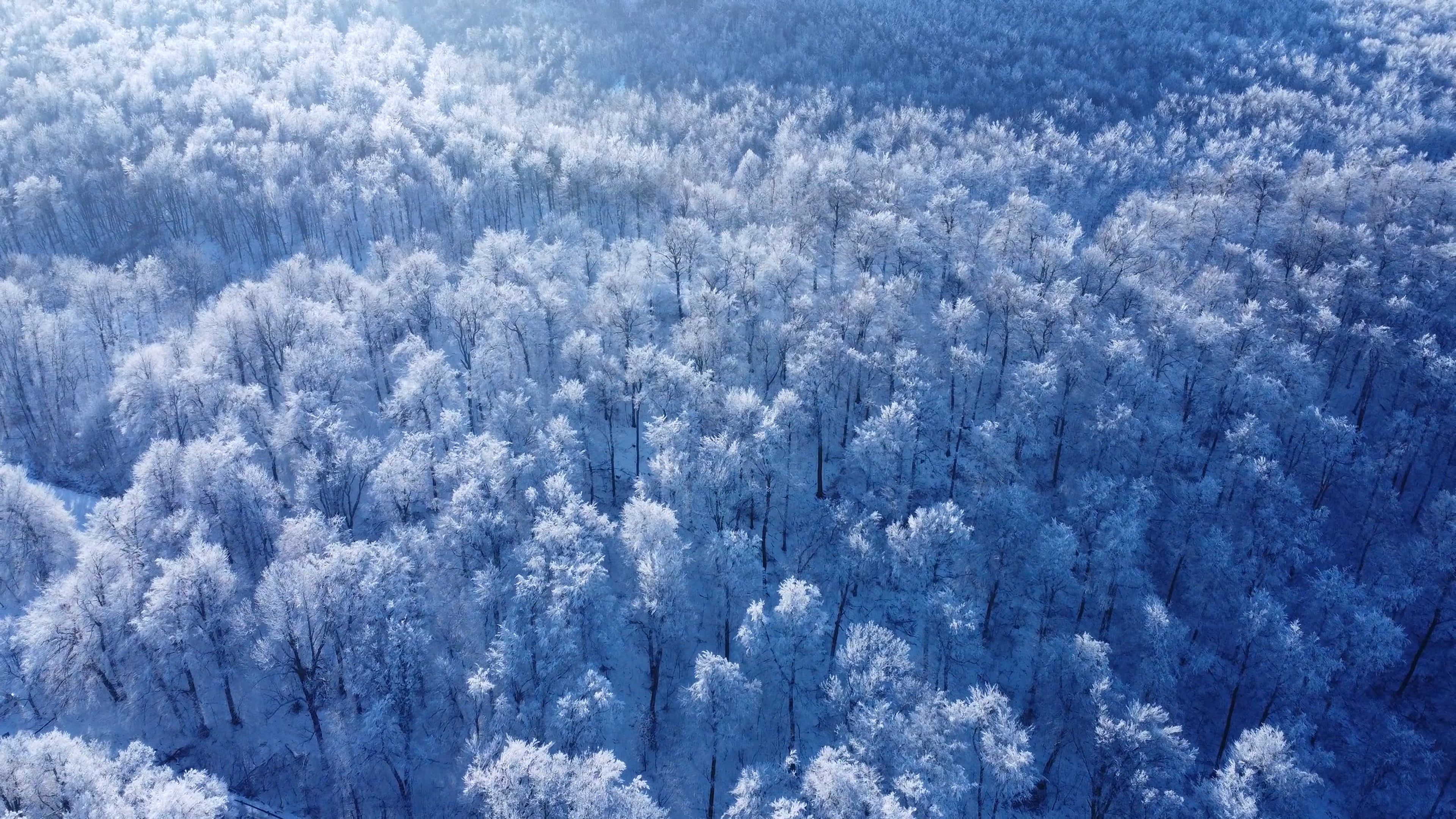 Aerial Shot Of Forest During Winter Free Stock Video Footage, Royalty ...