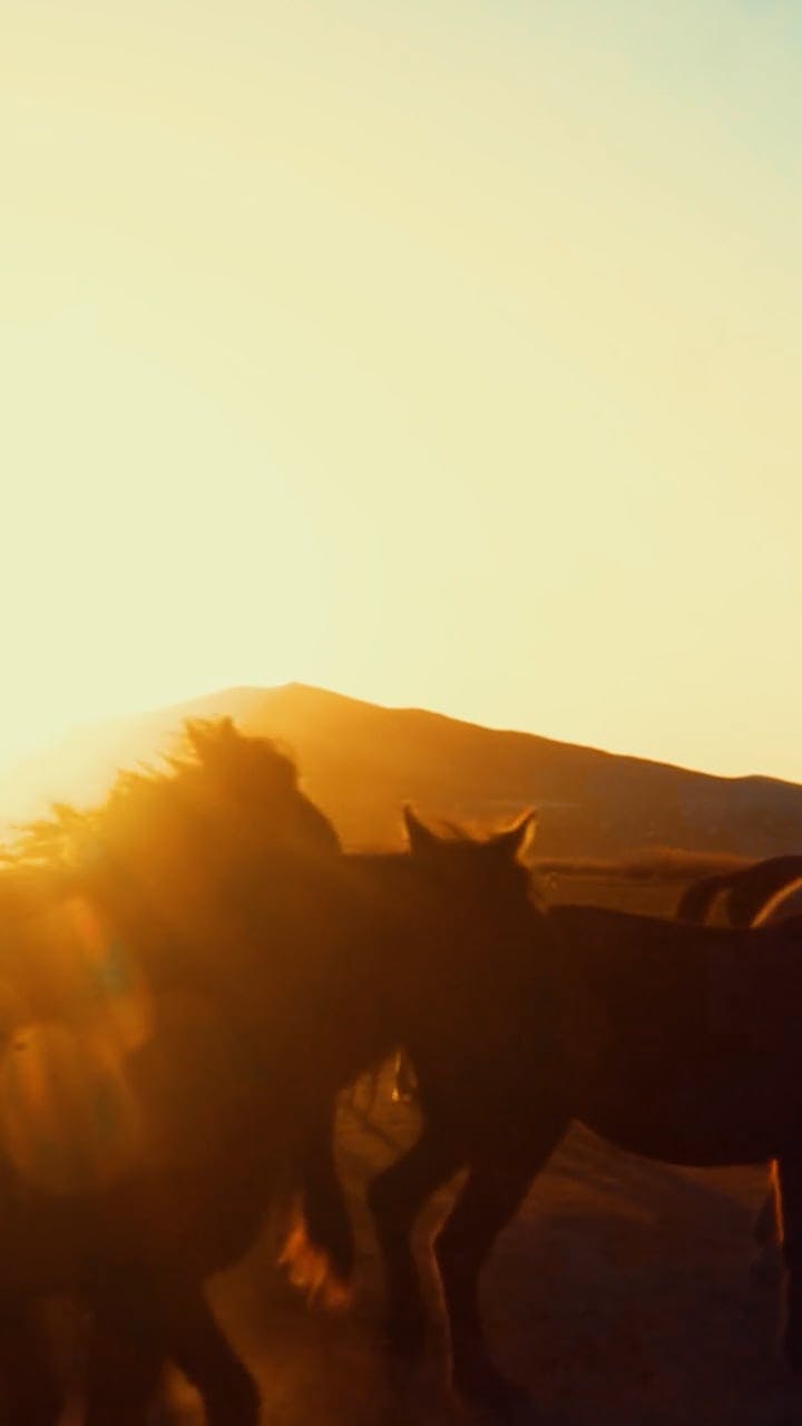 Vídeo profissional gratuito de ação, animais, animais selvagens, ao ar ...