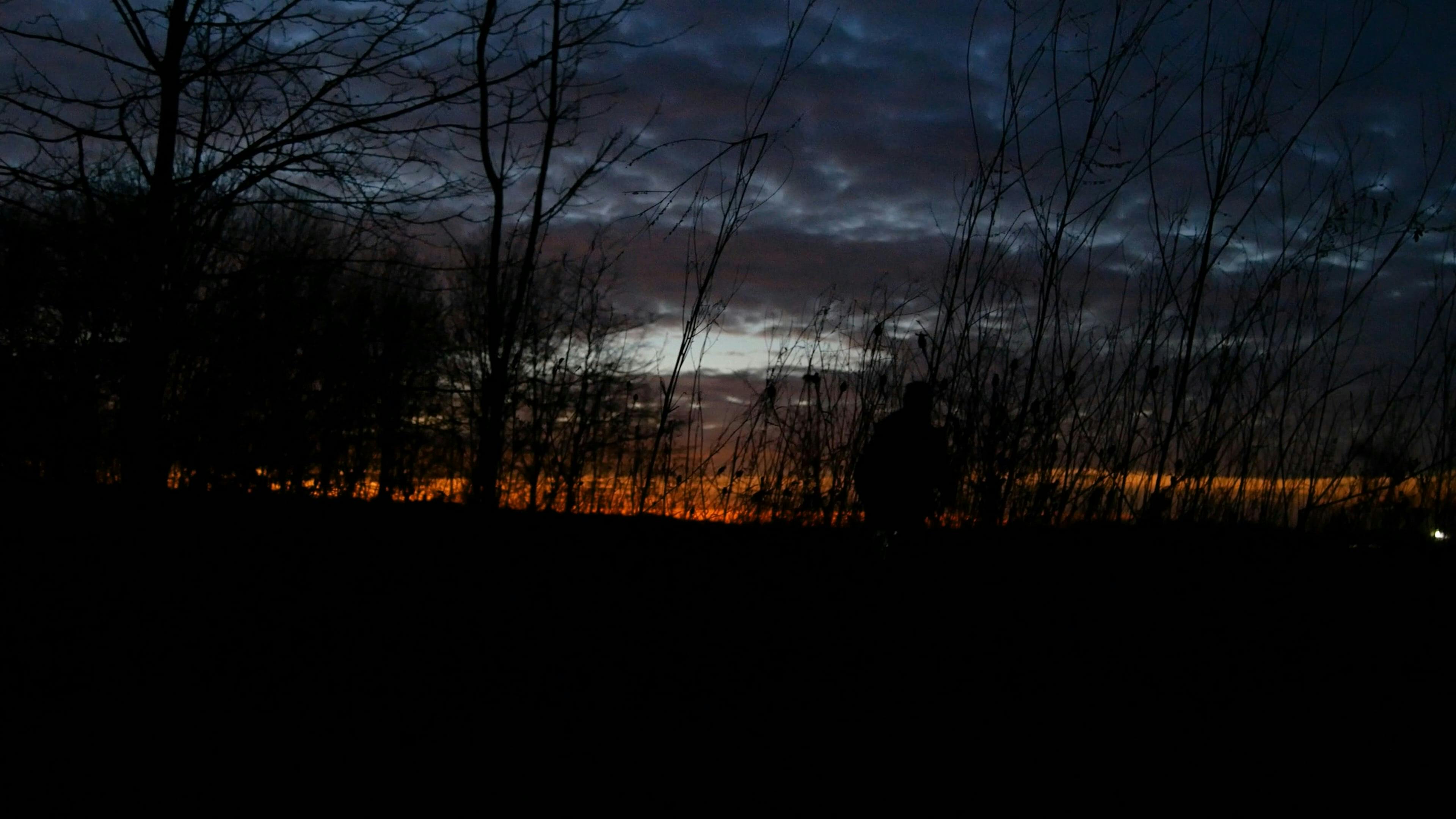 Silhouette of a Man Walking with a Flashlight among Bare Trees at Dusk ...