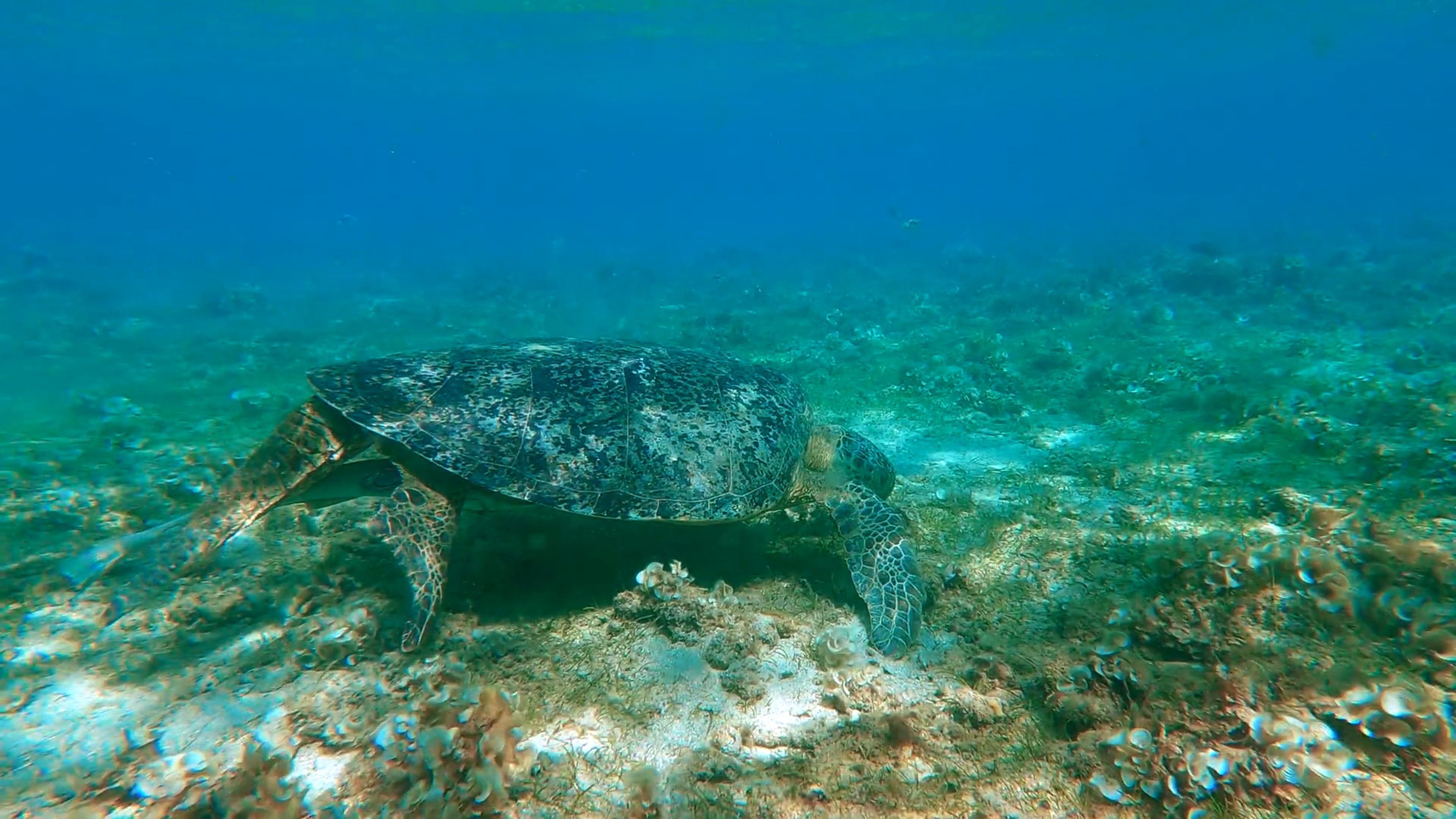 Underwater Footage of a Sea Turtle Swimming in Tropical Waters Free ...