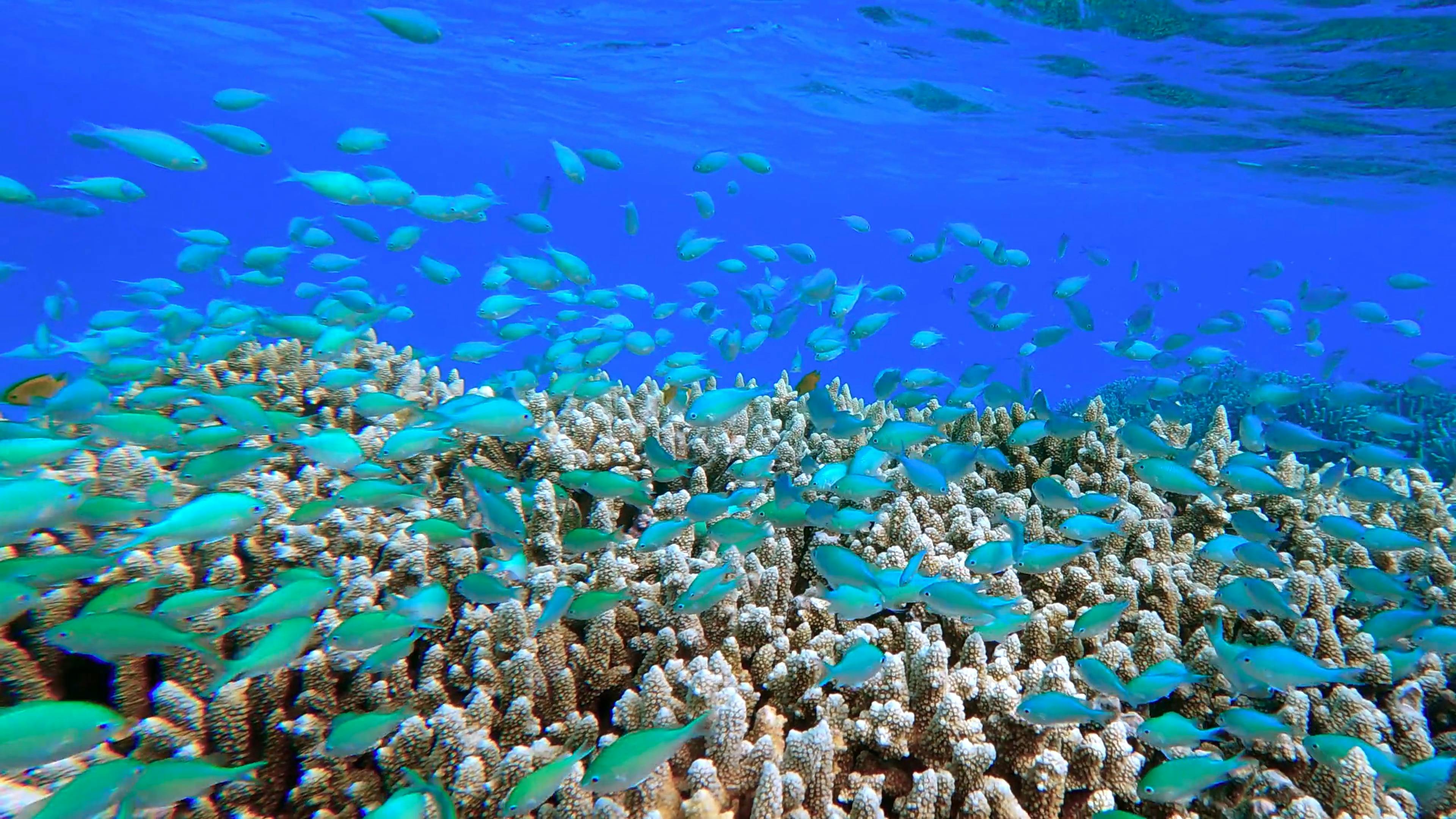 Základové video na téma acropora, barevné ryby, bělení korálů, bentické ...