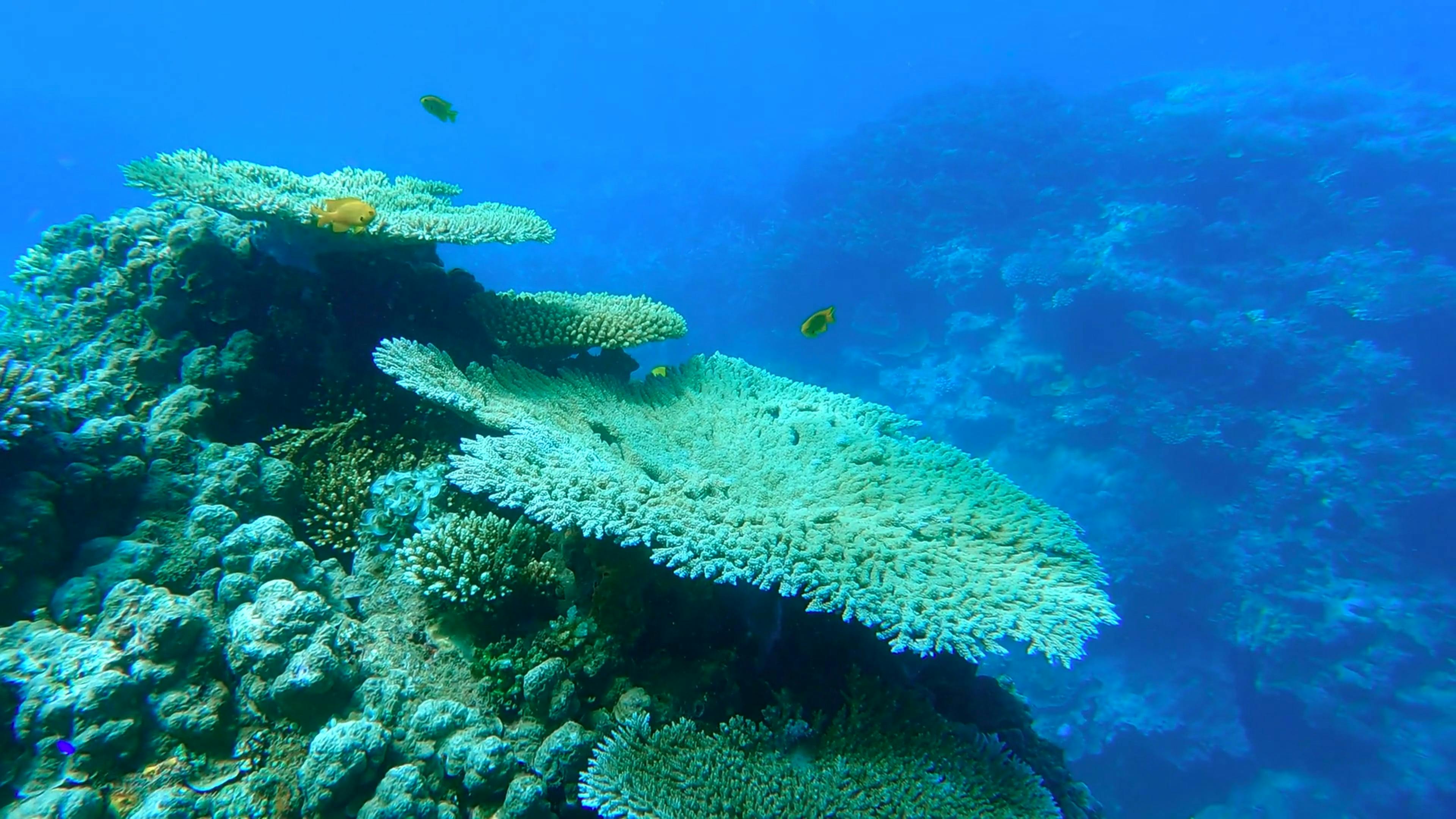 Oceanic Realm Videos, Download The BEST Free 4k Stock Video Footage ...