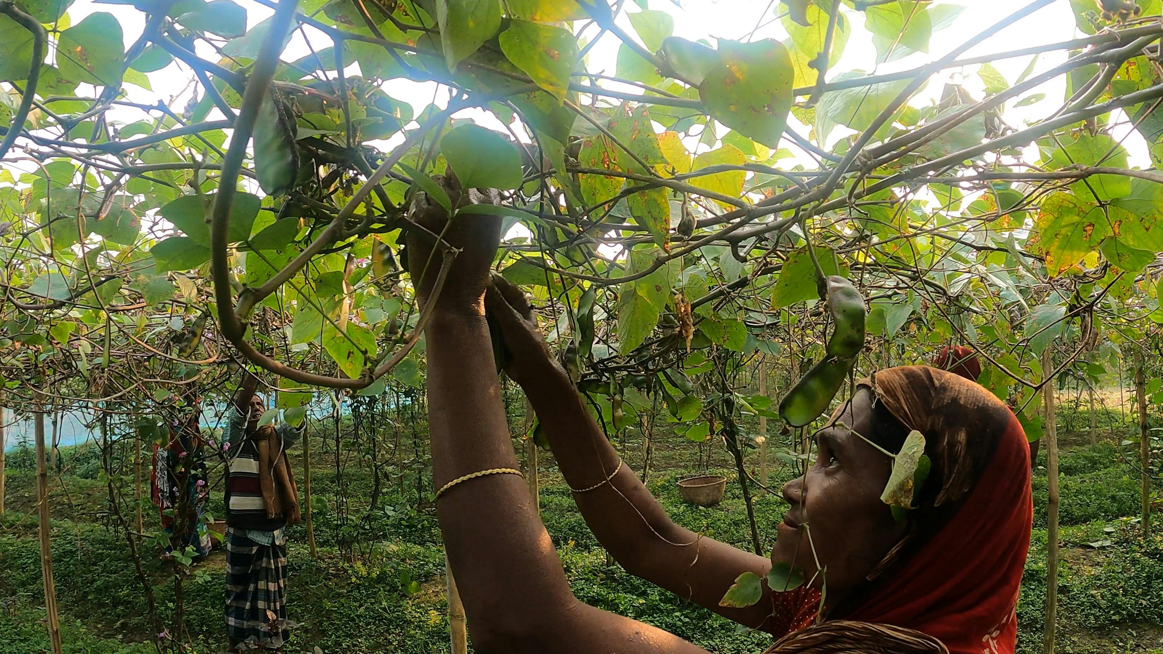 Woman Picking Beans from a Plant Free Stock Video Footage, Royalty-Free ...