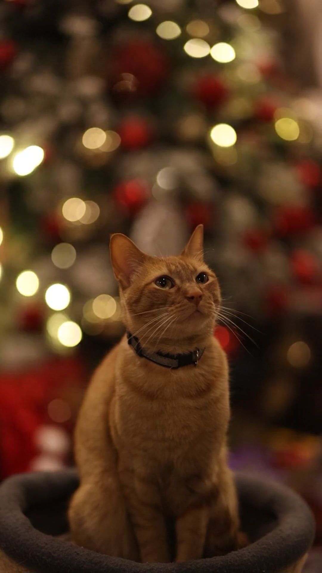 An Orange Tabby Cat Sitting in front of a Christmas Tree Free Stock ...