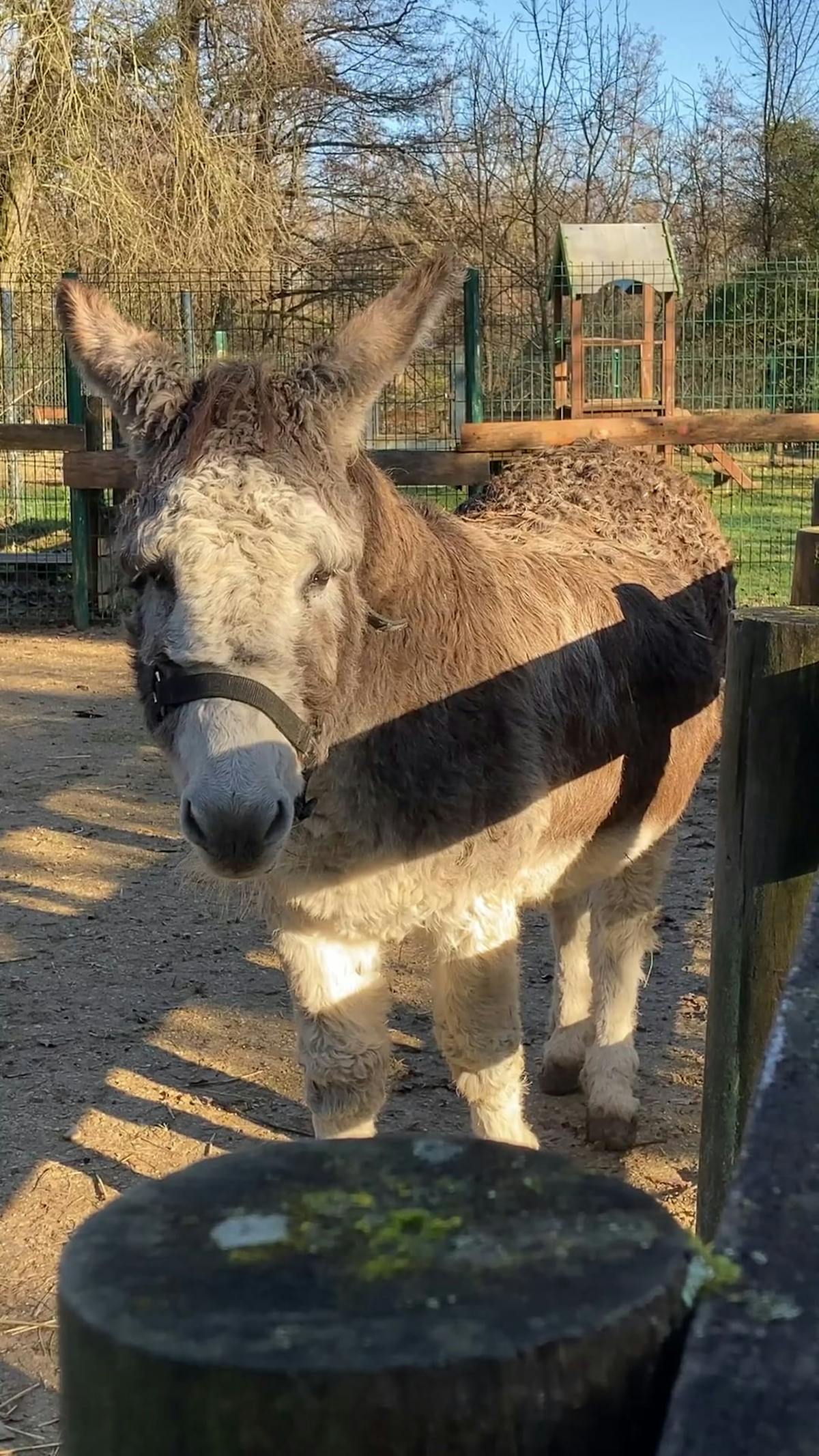 Donkey Farm Videos, Download The BEST Free 4k Stock Video Footage ...