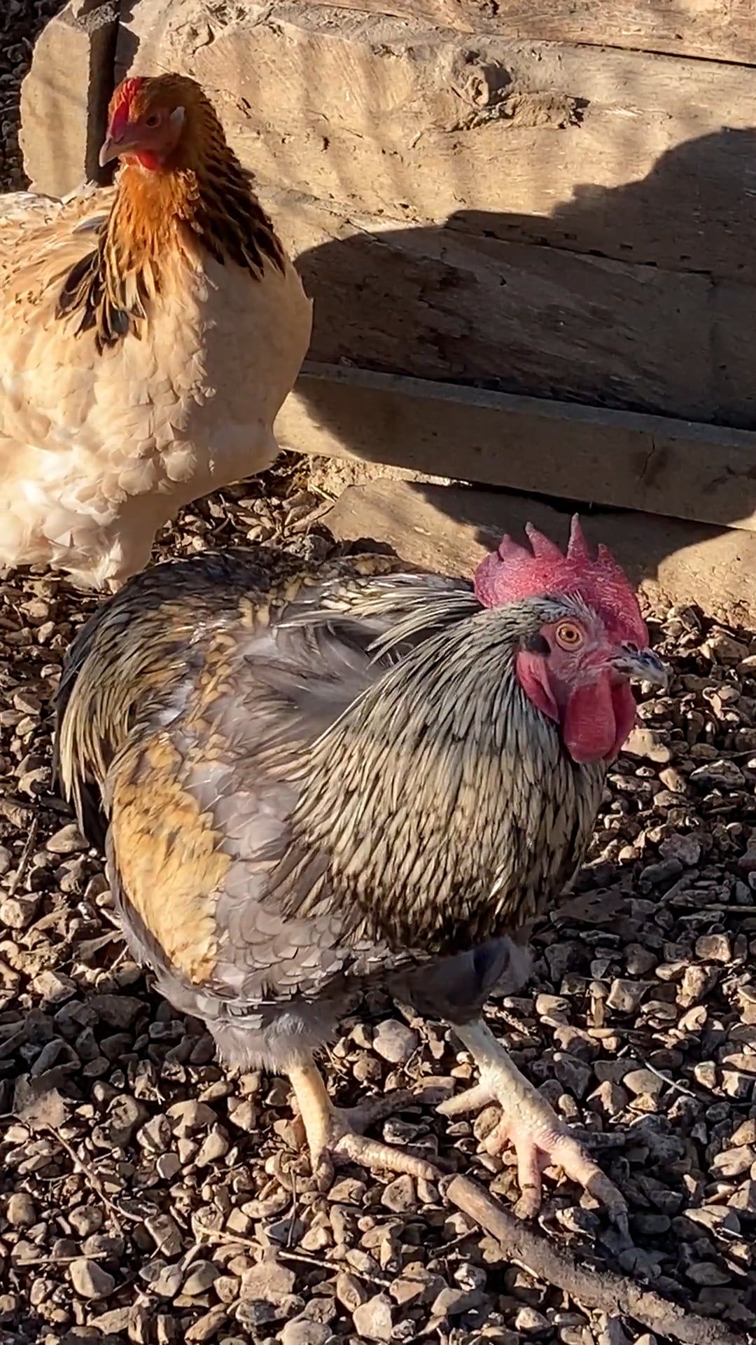 Poultry Hens Videos, Download The BEST Free 4k Stock Video Footage ...