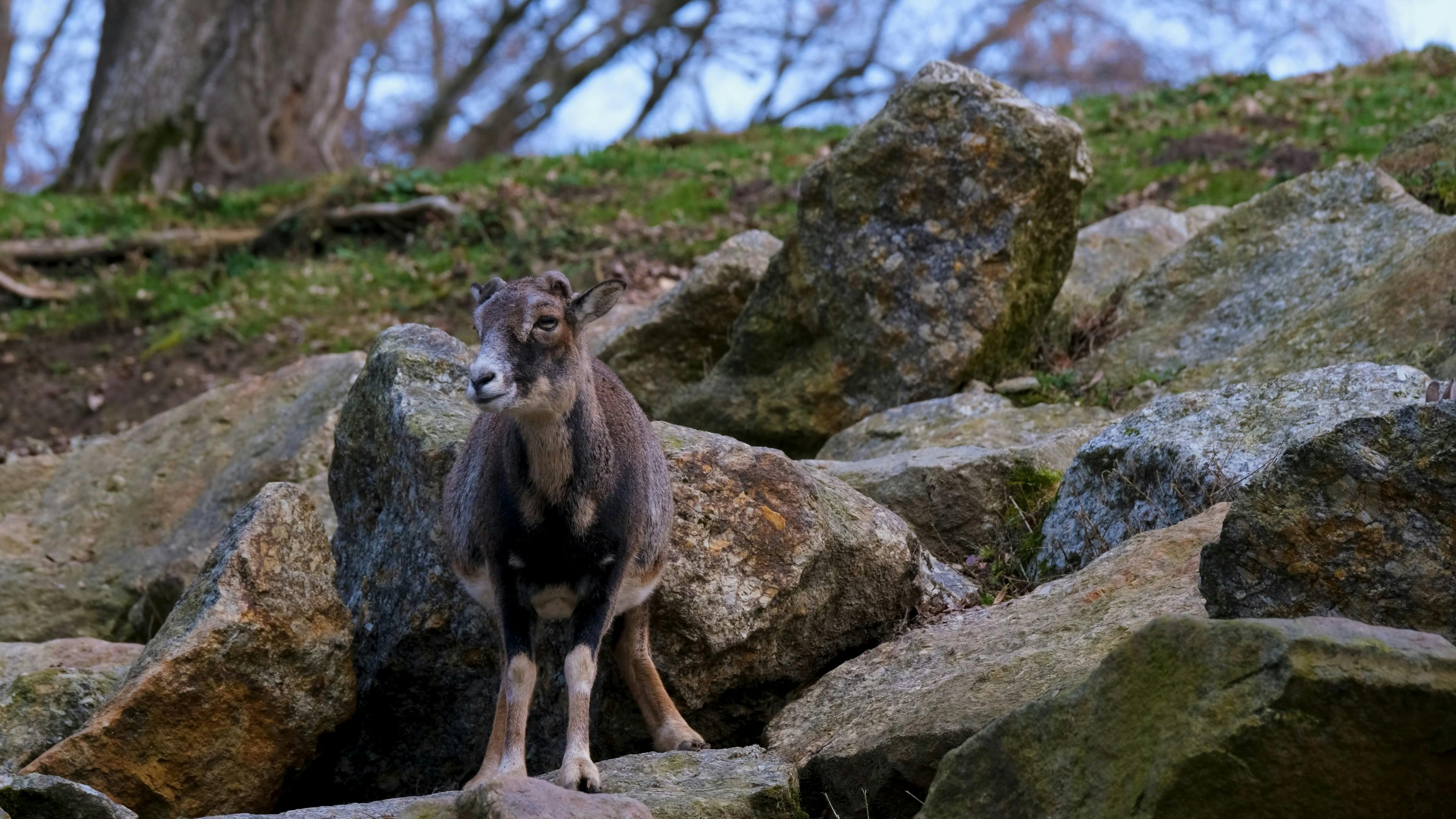 A Brown Sheep on Rock Free Stock Video Footage, Royalty-Free 4K & HD ...