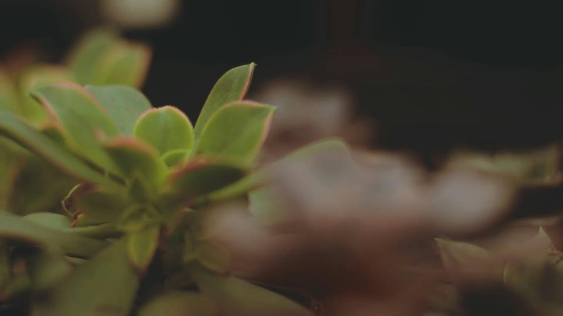 Small Plant Growing Videos, Download The BEST Free 4k Stock Video ...