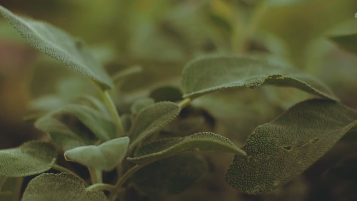 Nature Videos Videos, Download The BEST Free 4k Stock Video Footage ...