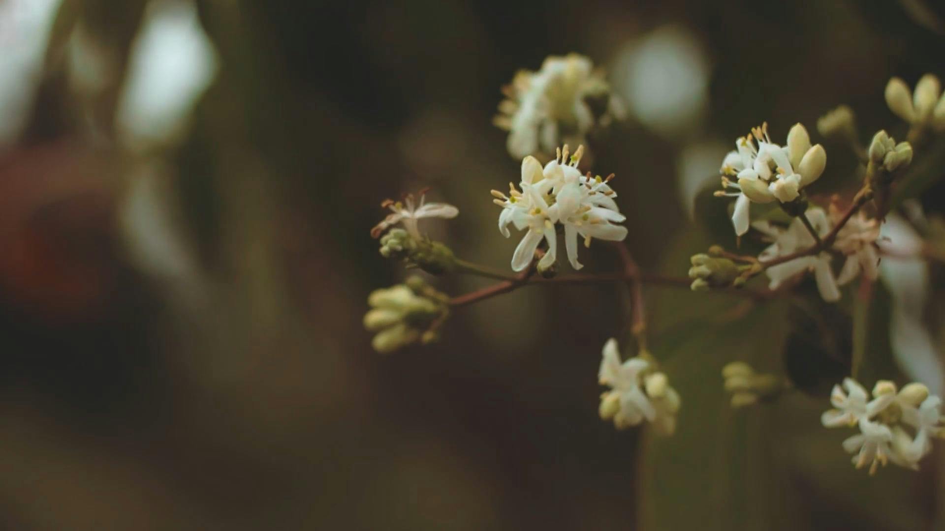 Tiny White Flowers Free Stock Video Footage, Royalty-Free 4K & HD Video ...