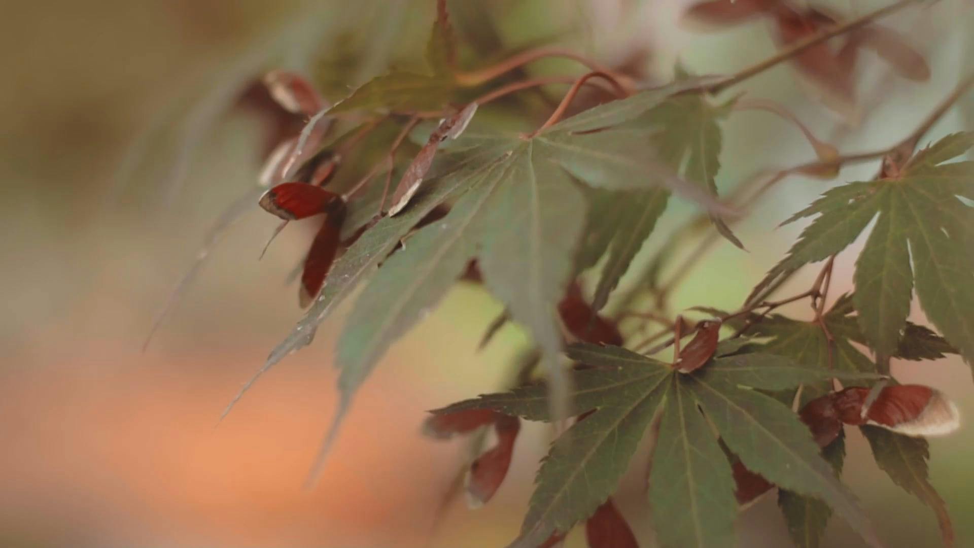 Leaves Transition Videos, Download The BEST Free 4k Stock Video Footage ...