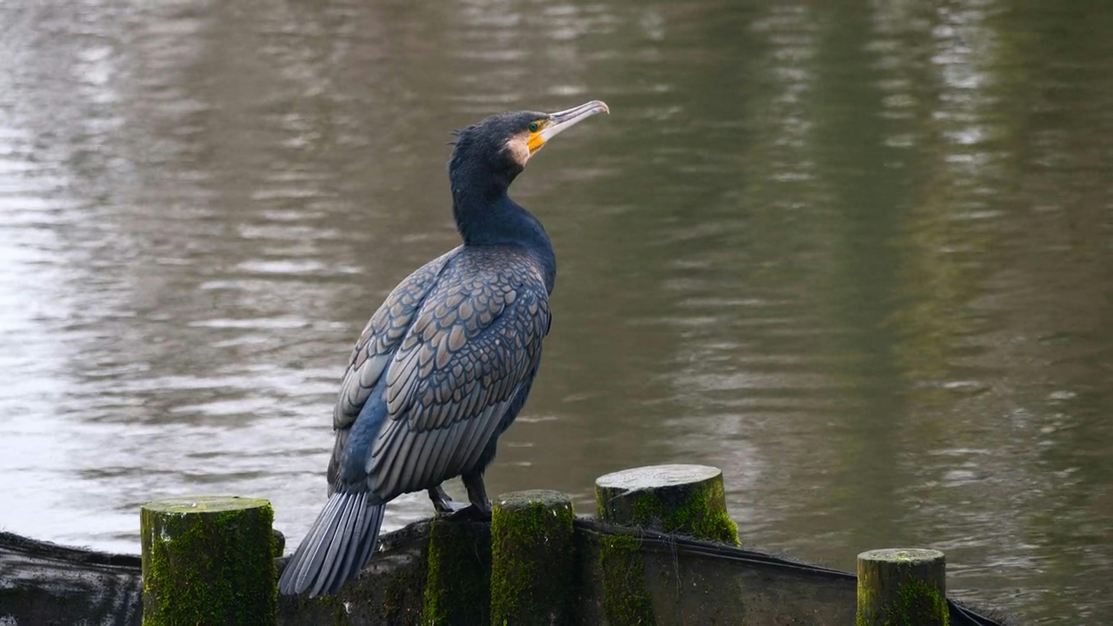 Cormorant Beside the River Free Stock Video Footage, Royalty-Free 4K ...