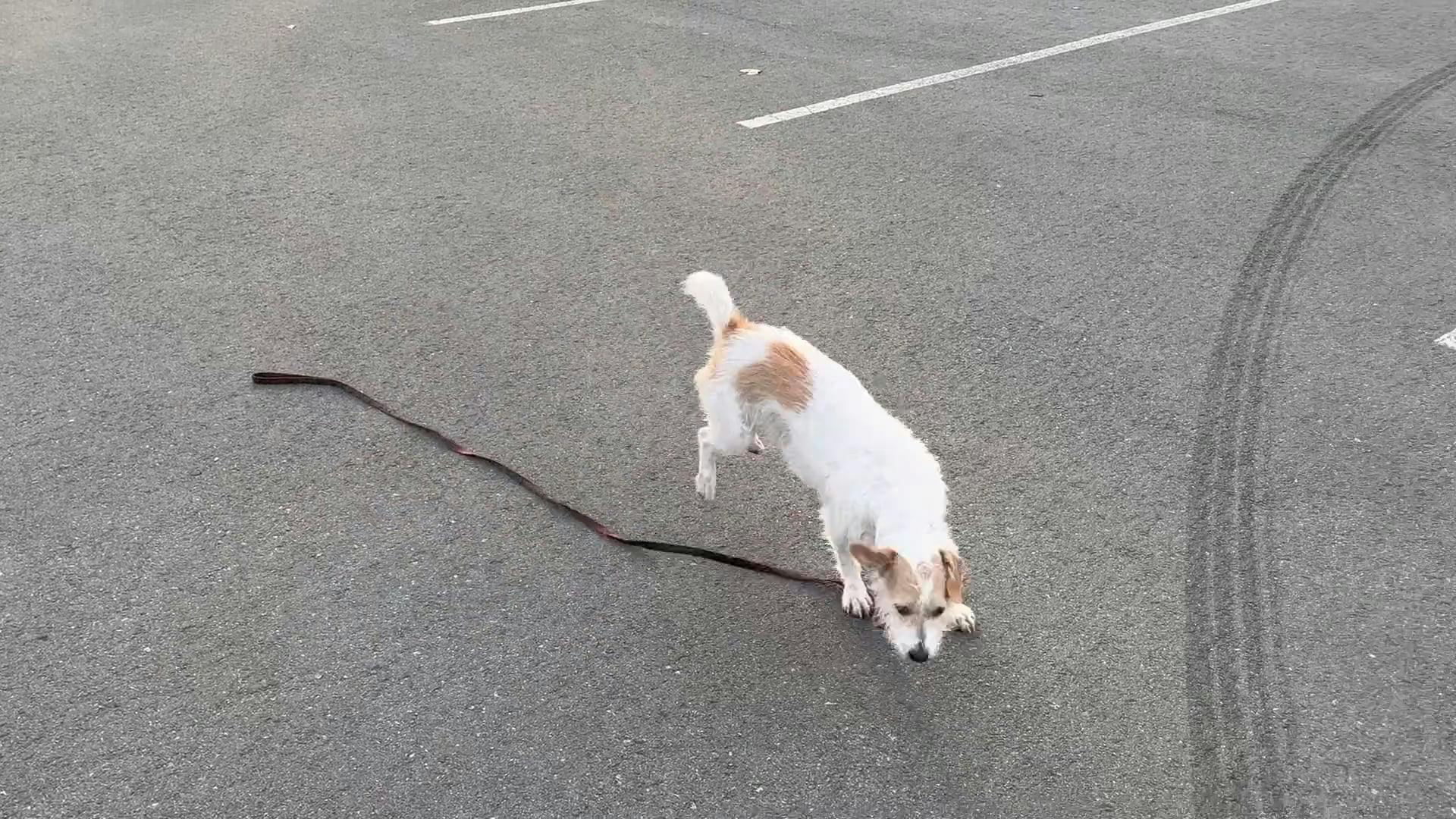 A White Dog Running Around in the Parking Lot Free Stock Video Footage ...