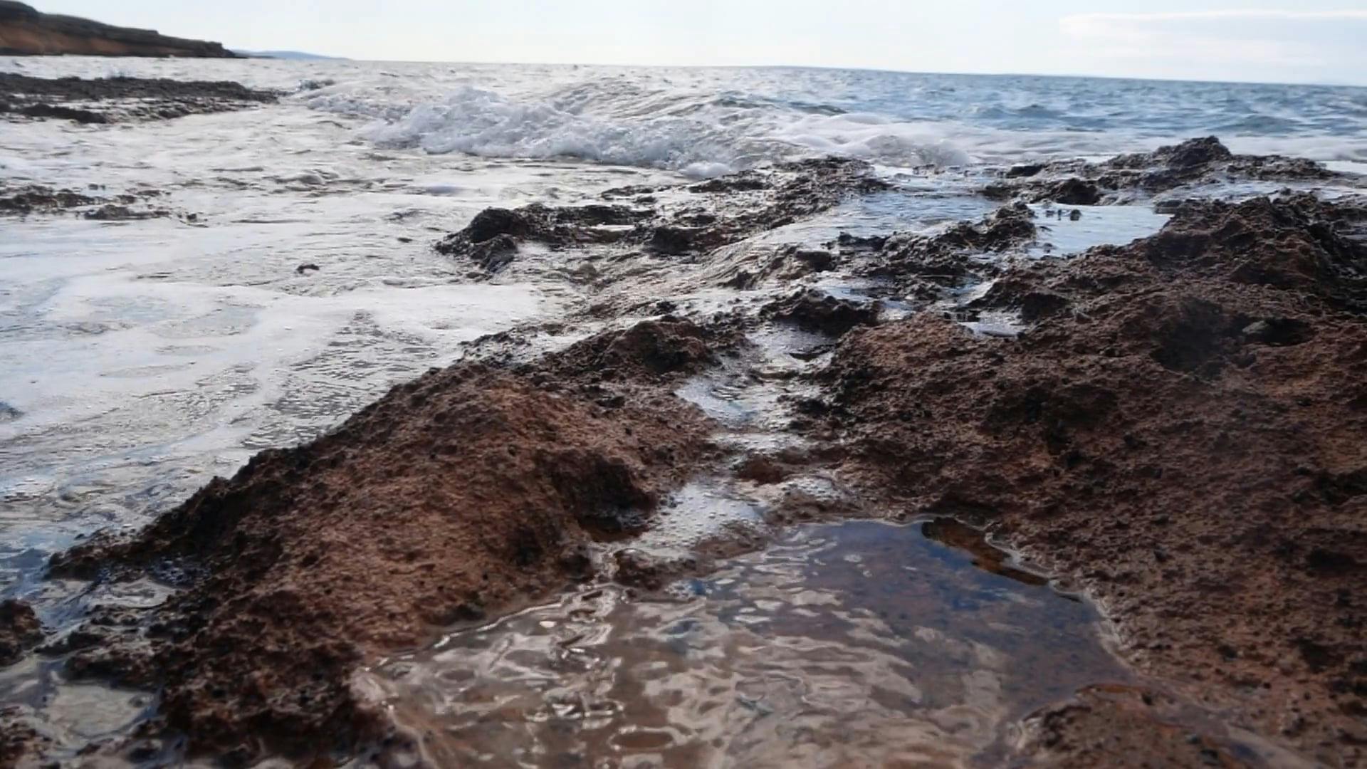 Dog Shaking Water Off on Sea Shore Free Stock Video Footage, Royalty ...