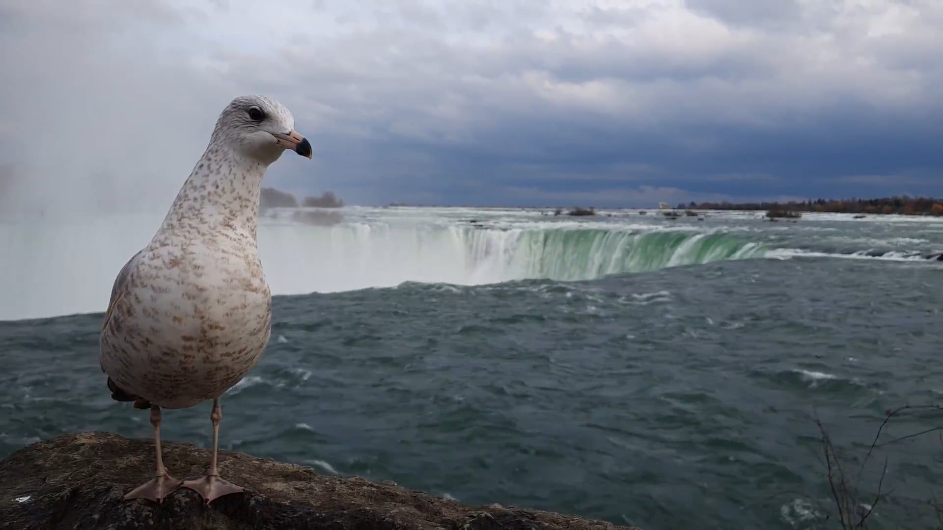 Close up of a Curious Seagull Standing on a Rock at the Niagara Falls ...