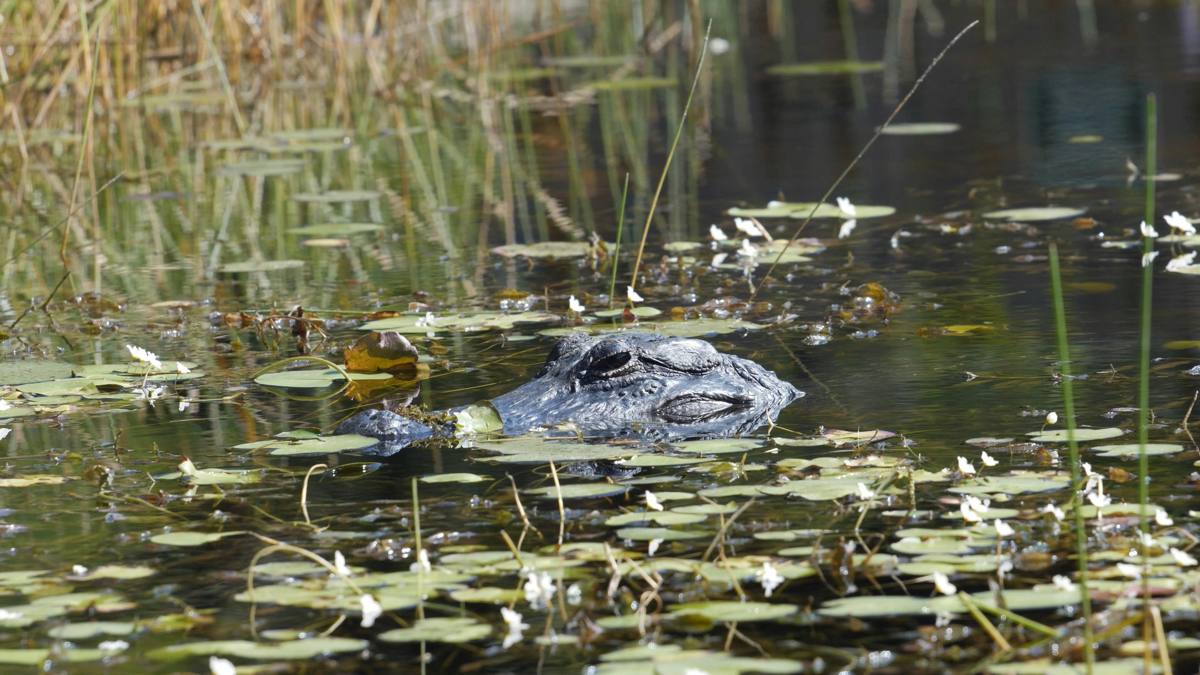 Alligator in the Nature Free Stock Video Footage, Royalty-Free 4K & HD ...
