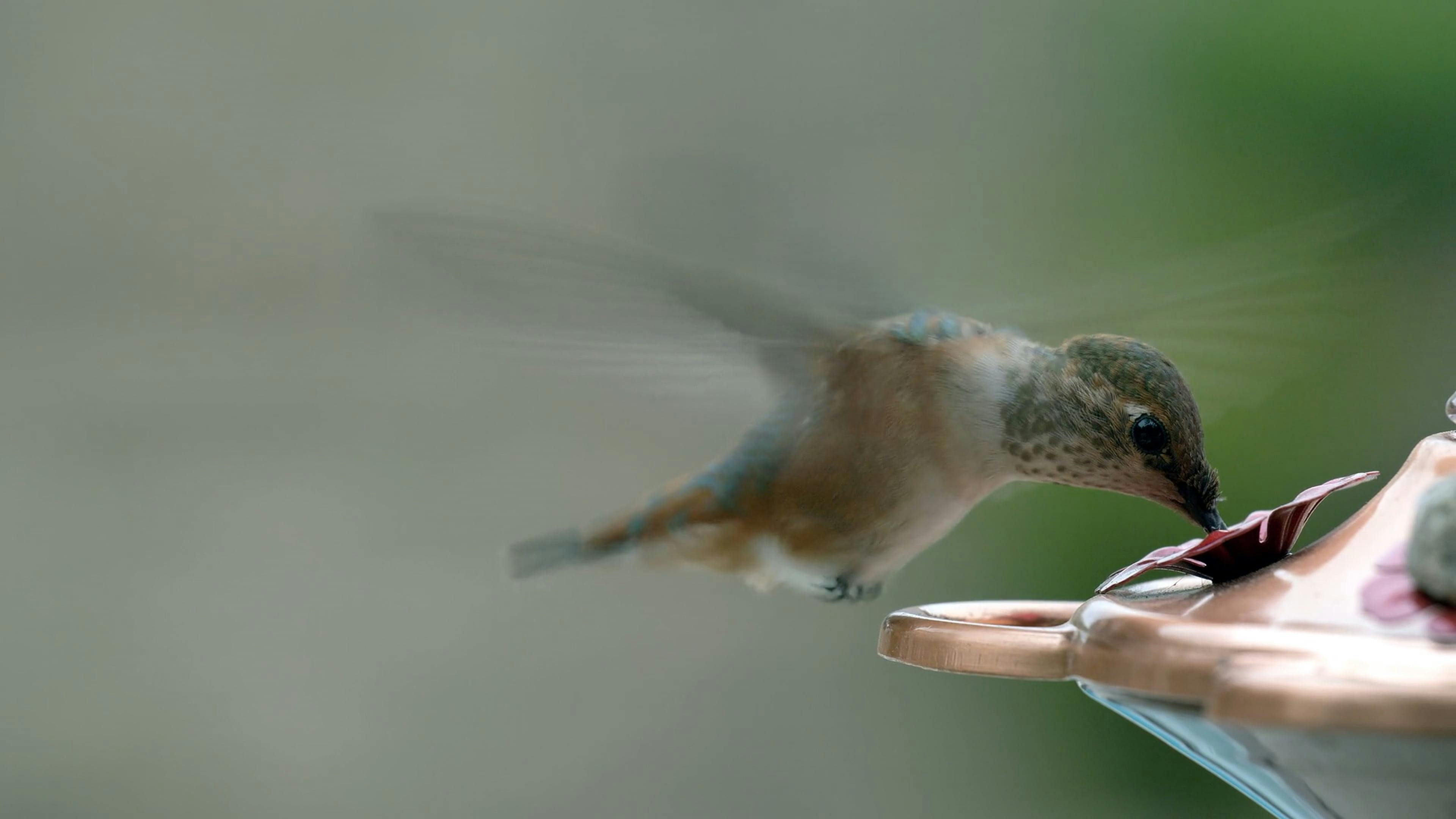 Tiny Day Choy Top Videos, Download The BEST Free 4k Stock Video Footage ...