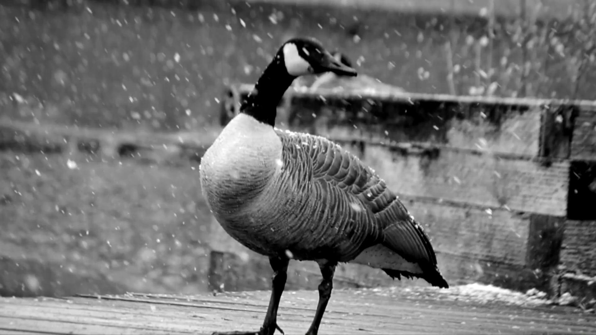 Goose Bumps Texture Videos, Download The BEST Free 4k Stock Video ...