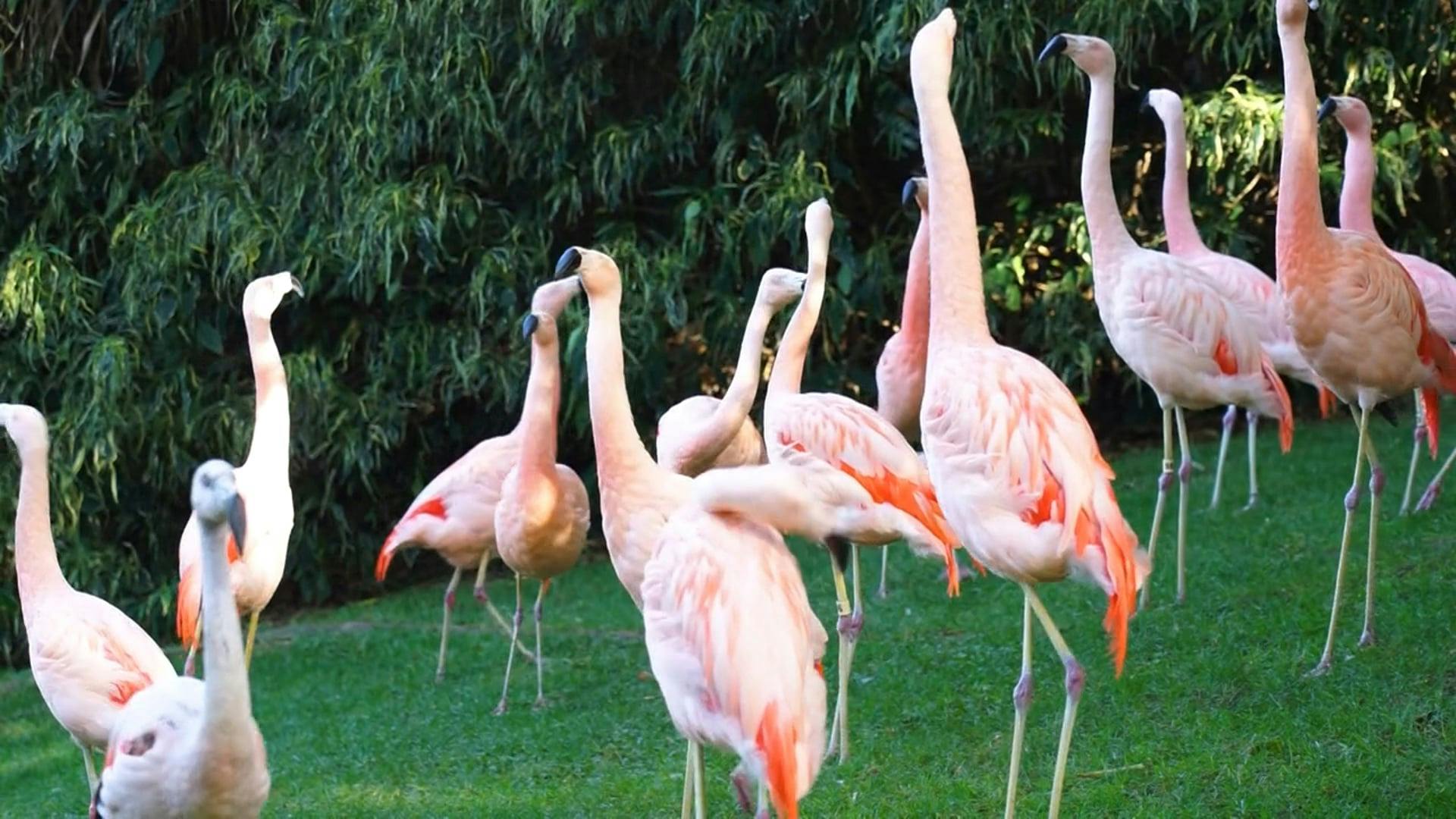 Herd Of Bird Videos, Download The BEST Free 4k Stock Video Footage ...