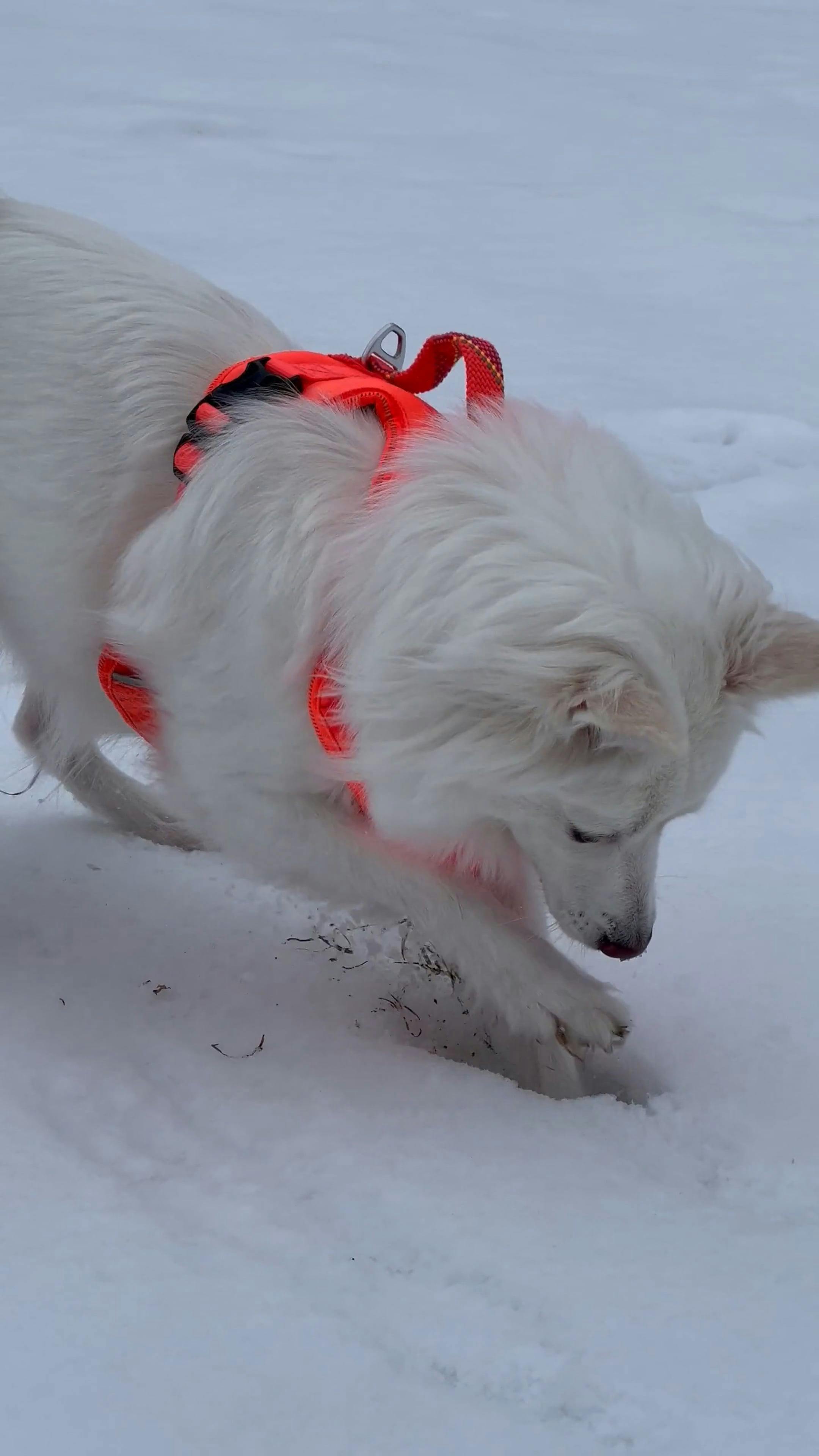 Dogs Digging Free Stock Video Footage, Royalty-Free 4K & HD Video Clip