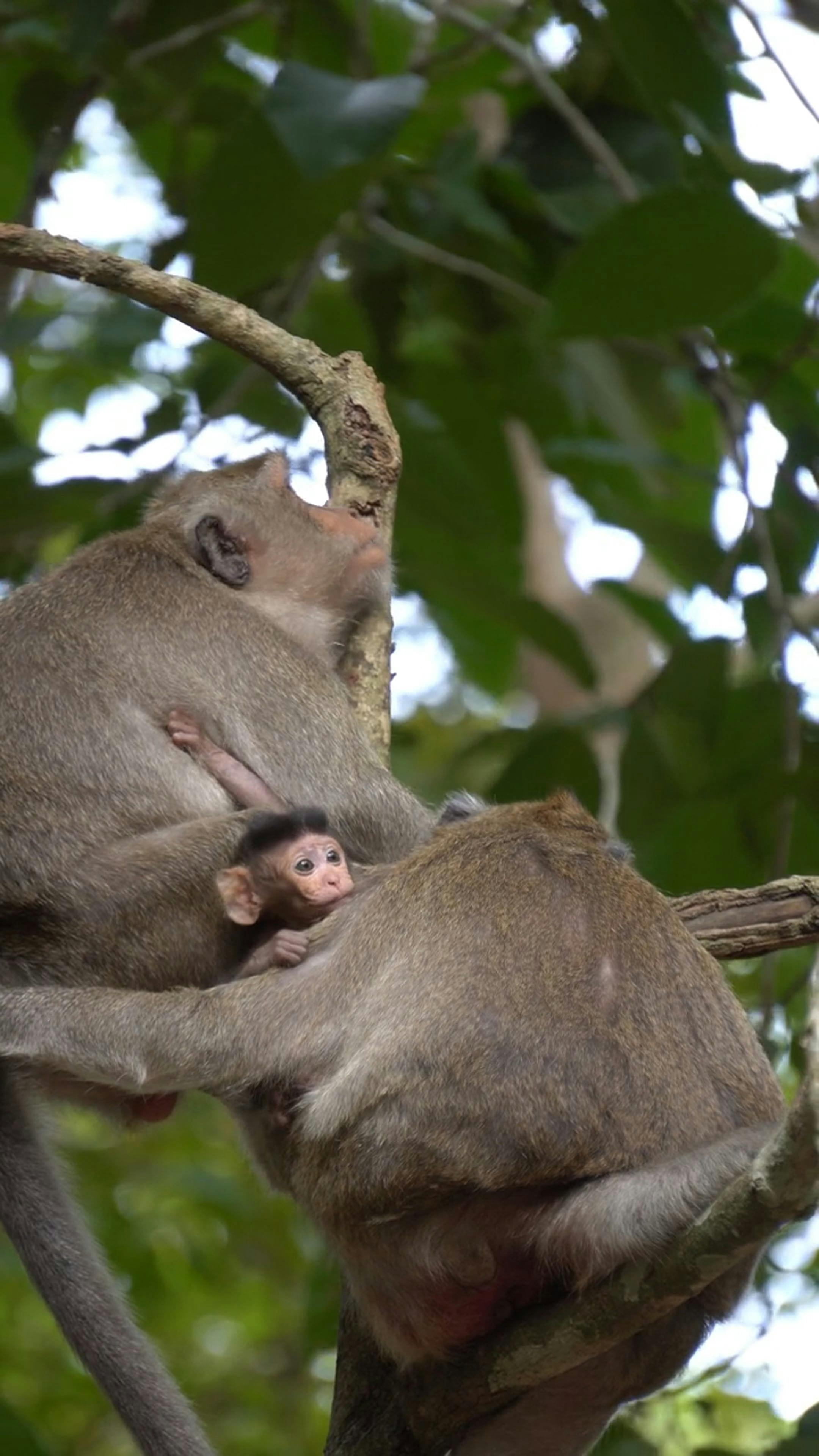Monkey Eating Free Stock Video Footage, Royalty-Free 4K & HD Video Clip