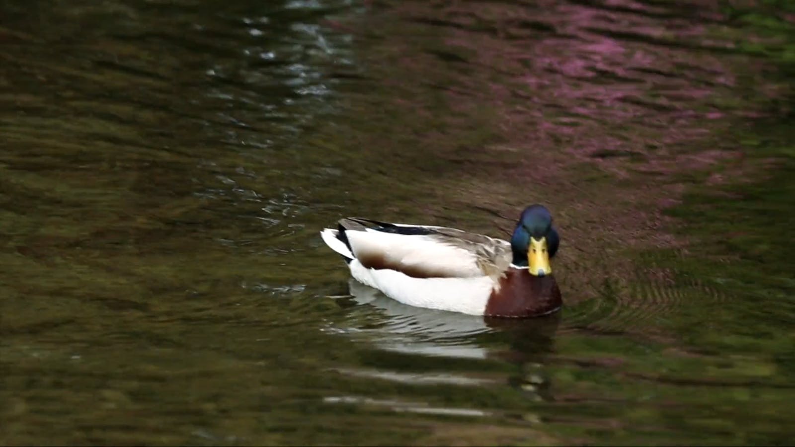 Duck Videos, Download The BEST Free 4k Stock Video Footage & Duck HD ...