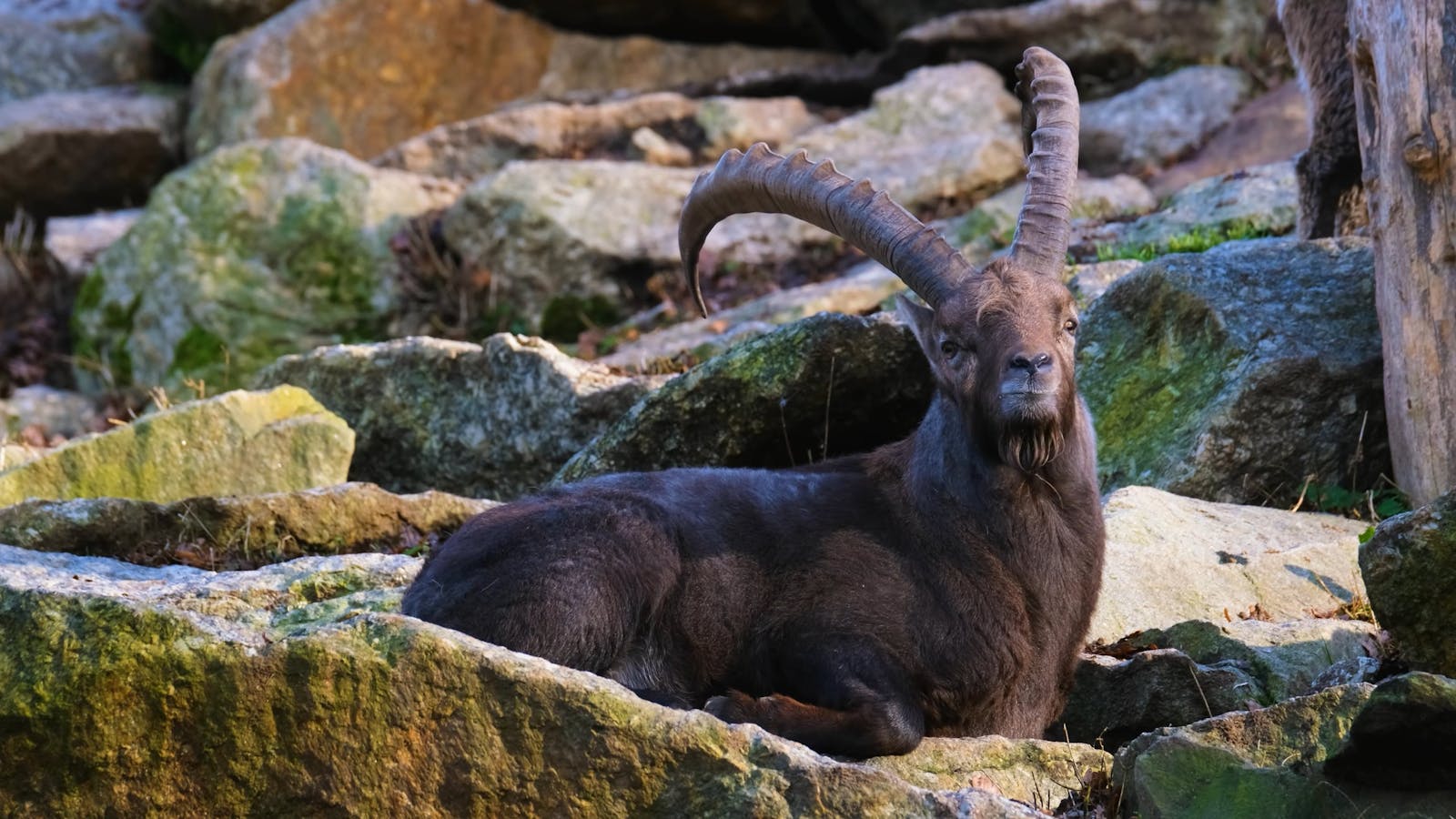 Ibex Videos, Download The BEST Free 4k Stock Video Footage & Ibex HD ...