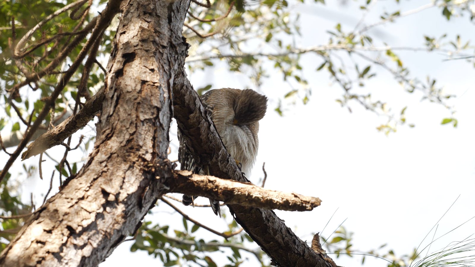 Hawk Videos, Download The BEST Free 4k Stock Video Footage & Hawk HD ...