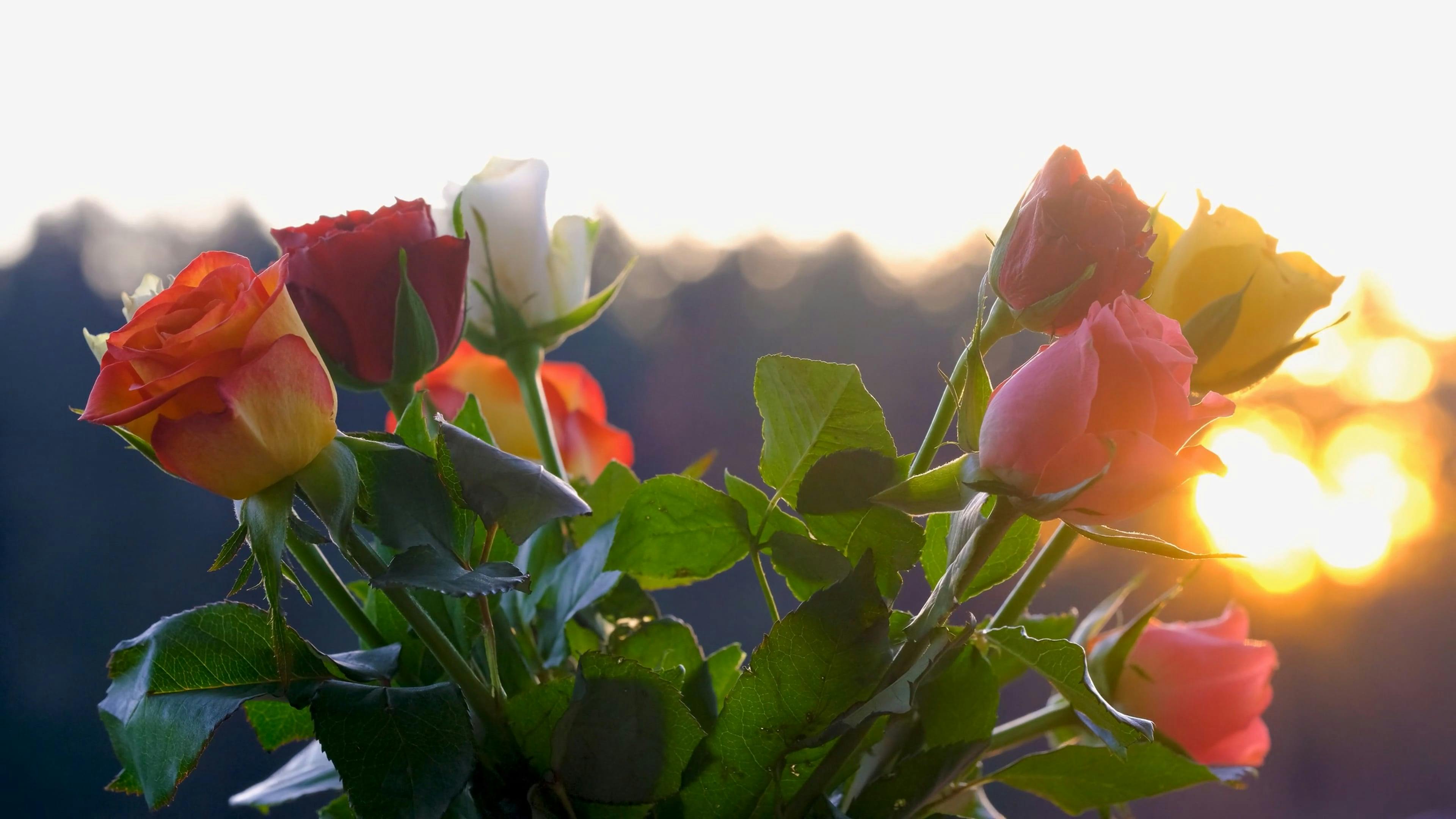 A Rotating Bunch of Roses Free Stock Video Footage, Royalty-Free 4K ...