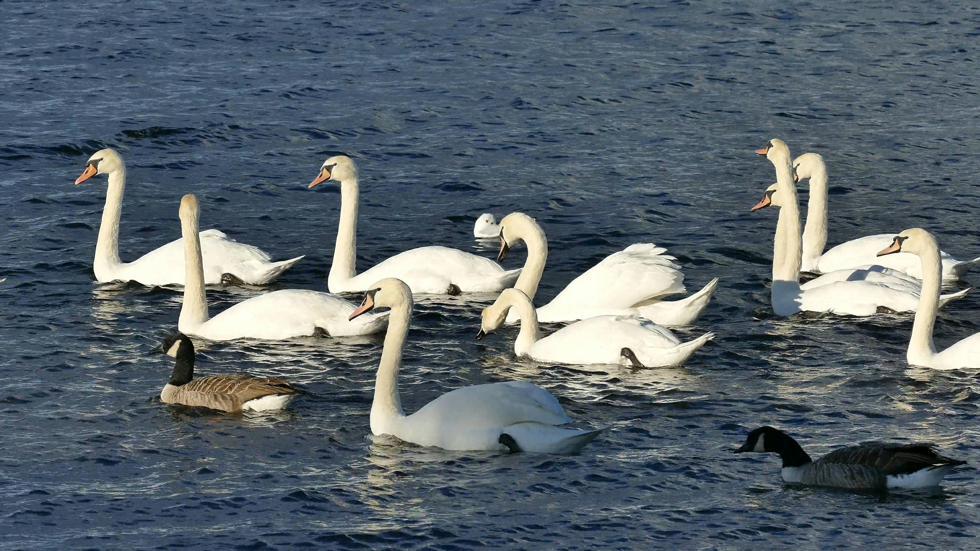 Single Duck Among Swans · Free Stock Video